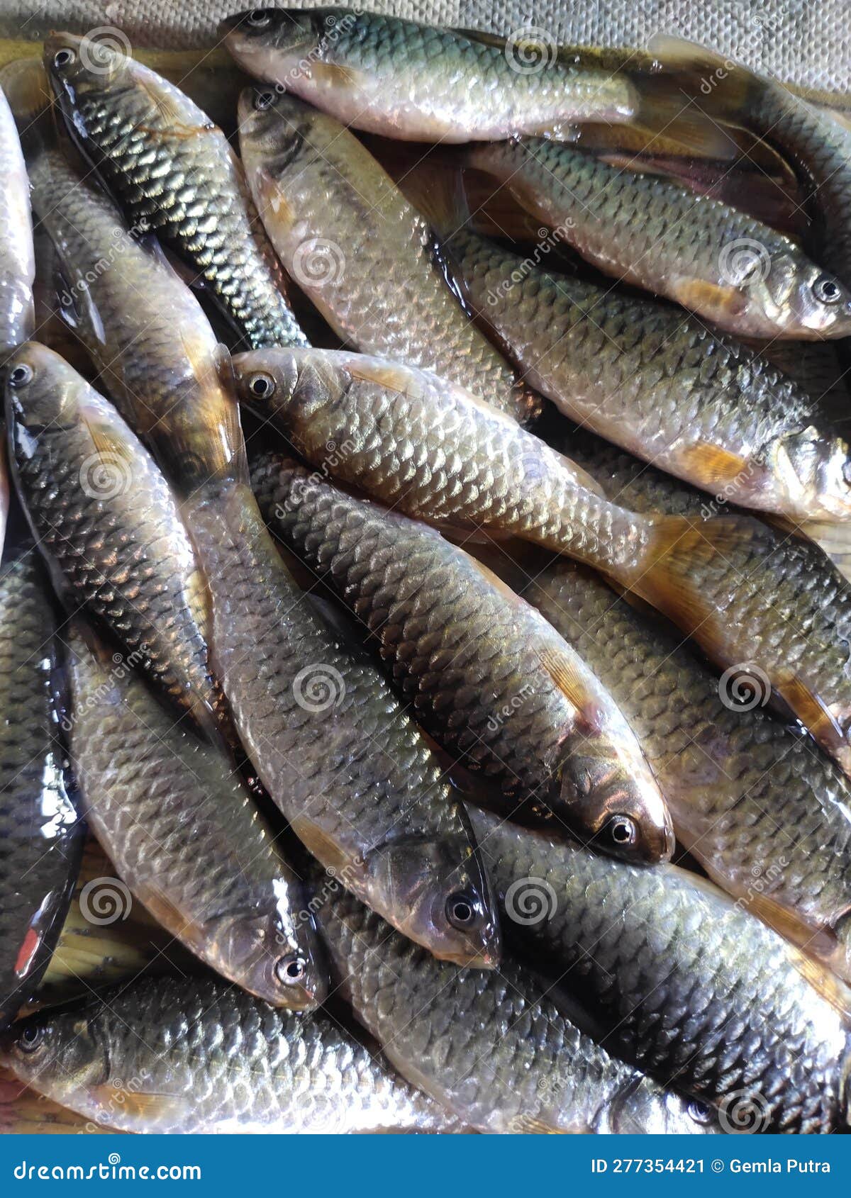 Fresh Fish,catch Yourself in the River Stock Image - Image of animal ...