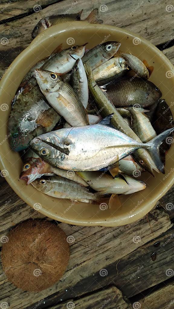 Fresh Fish Caught in the Morning Stock Photo - Image of landscape ...