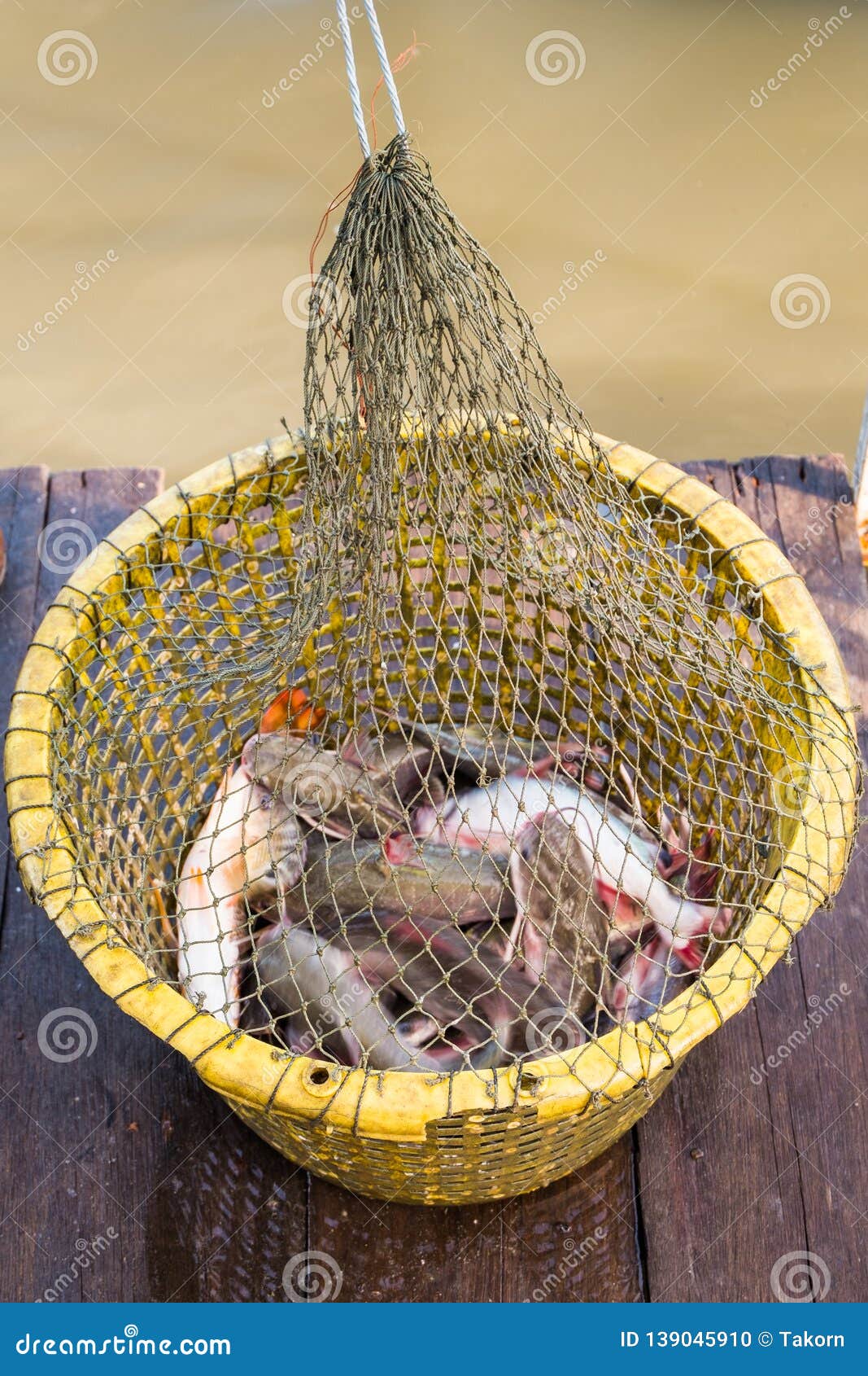 Fish in net stock photo. Image of travel, ocean, fresh - 139045910