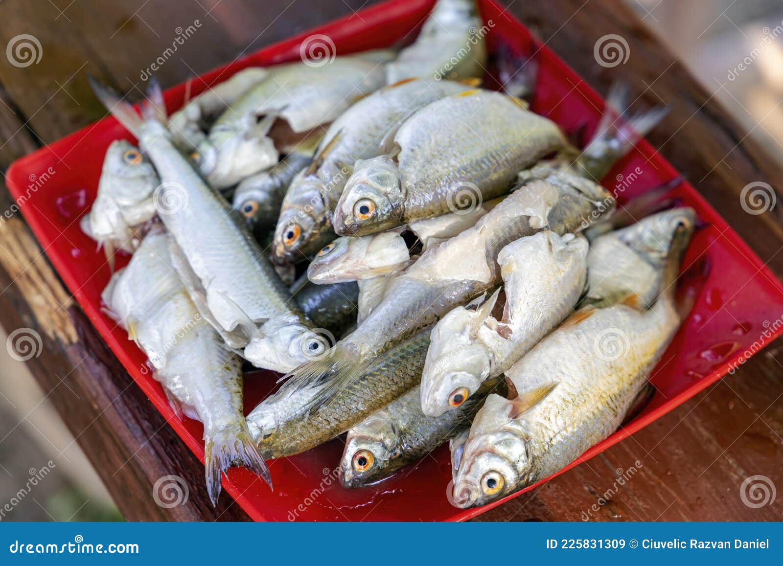 Fresh Fish Caught and Ready To Be Cooked Stock Image - Image of ...