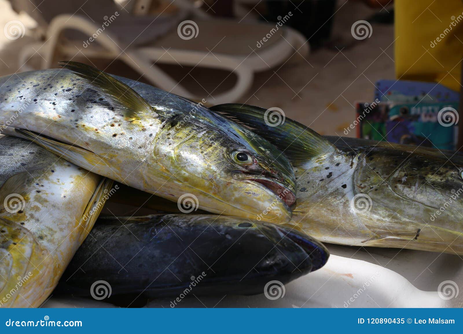 Fresh Fish Caught in the Sea Stock Image - Image of fish, nature: 120890435