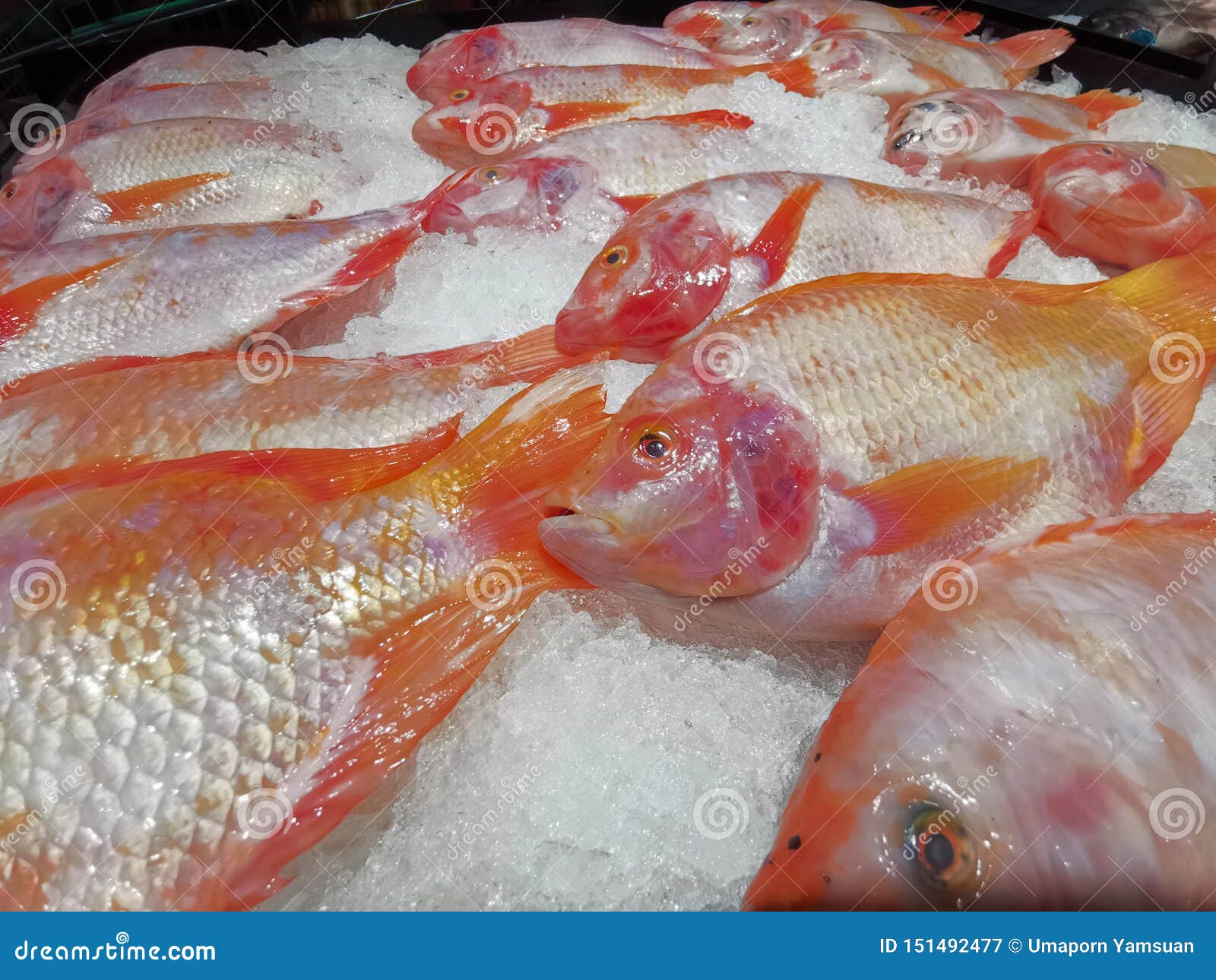 Fresh Fish Chilling on Ice, Fresh Fish Sold in a Market Stock Image ...