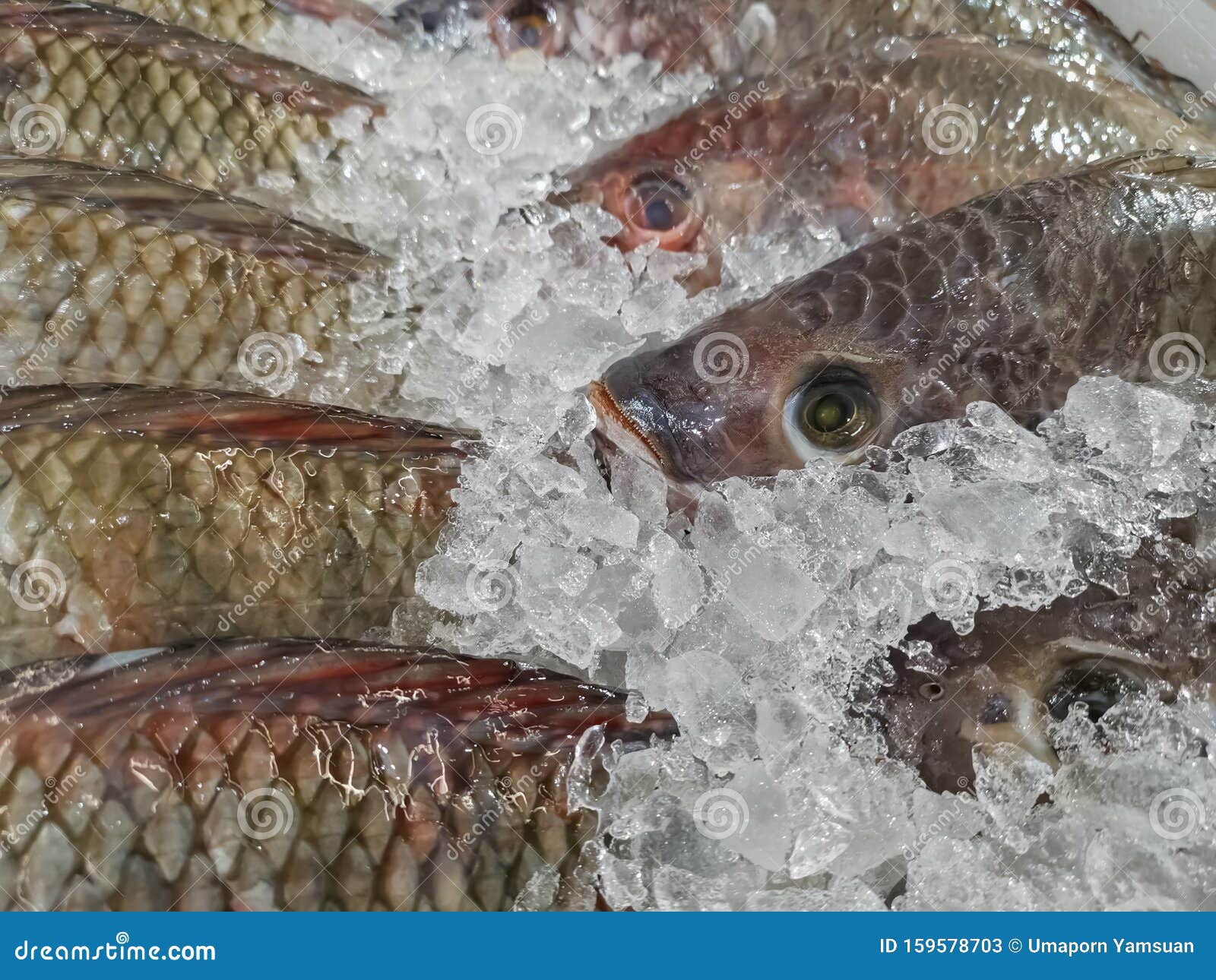 Fresh Fish Chilling on Ice, Fresh Fish Sold in a Market Stock Image ...