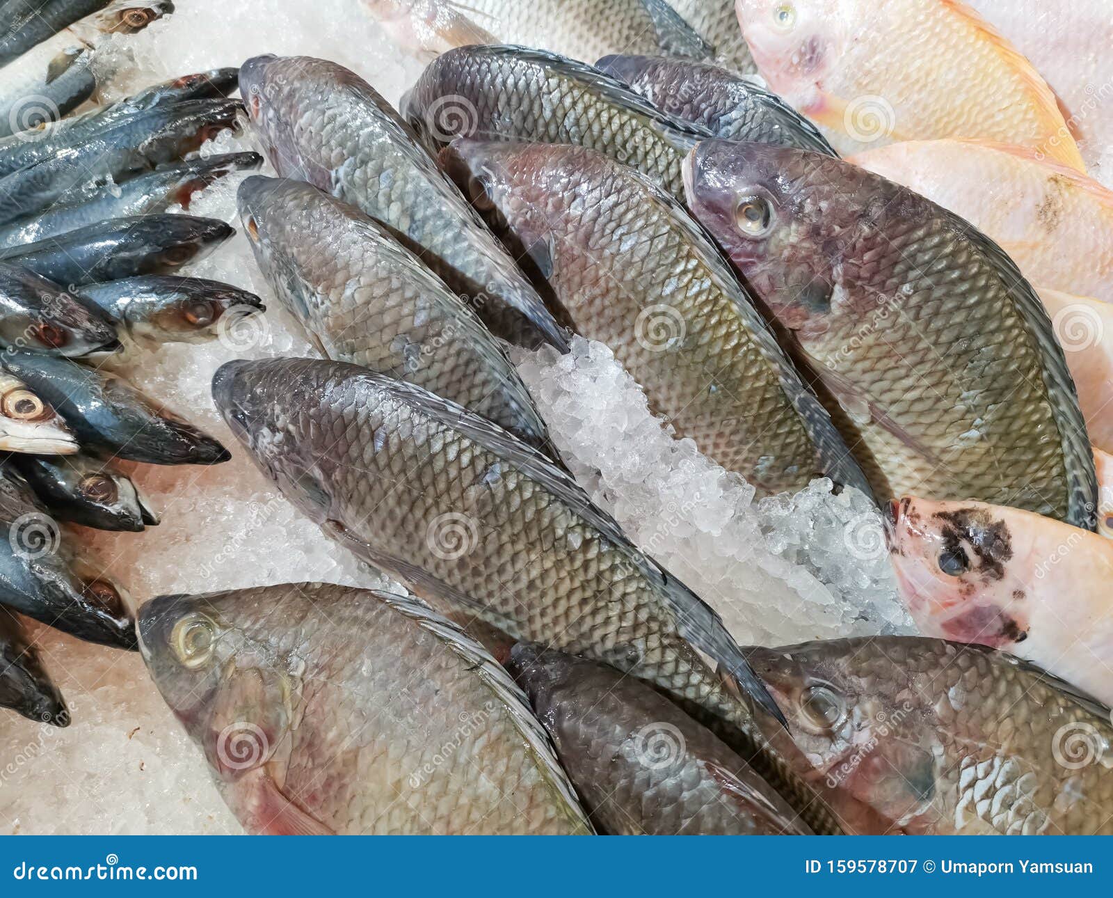 Fresh Fish Chilling on Ice, Fresh Fish Sold in a Market Stock Image ...