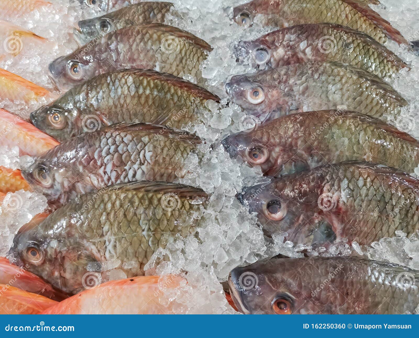 Fresh Fish Chilling on Ice, Fresh Fish Sold in a Market Stock Photo ...