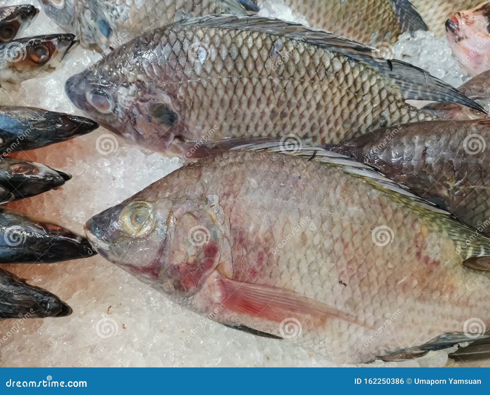 Fresh Fish Chilling on Ice, Fresh Fish Sold in a Market Stock Photo ...