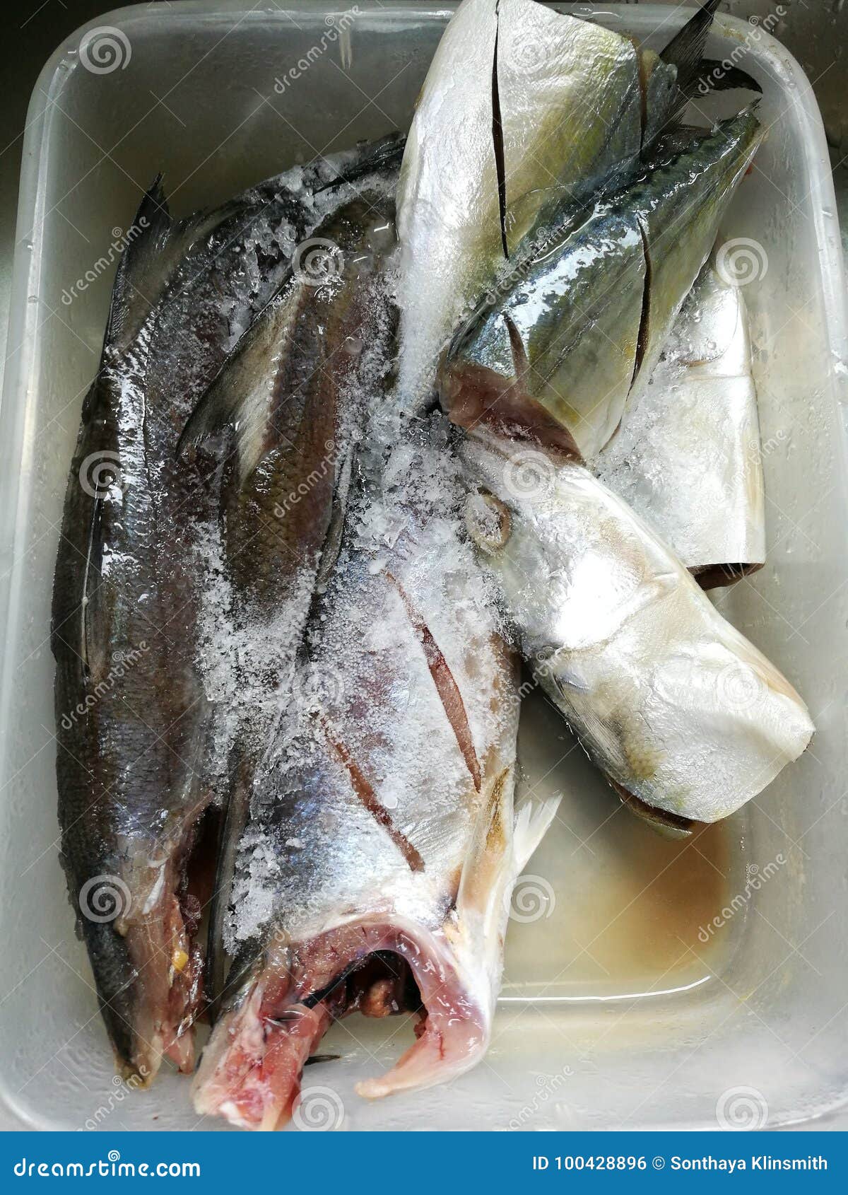 Fresh fish stock photo. Image of bonito, healthy, mackerel - 100428896