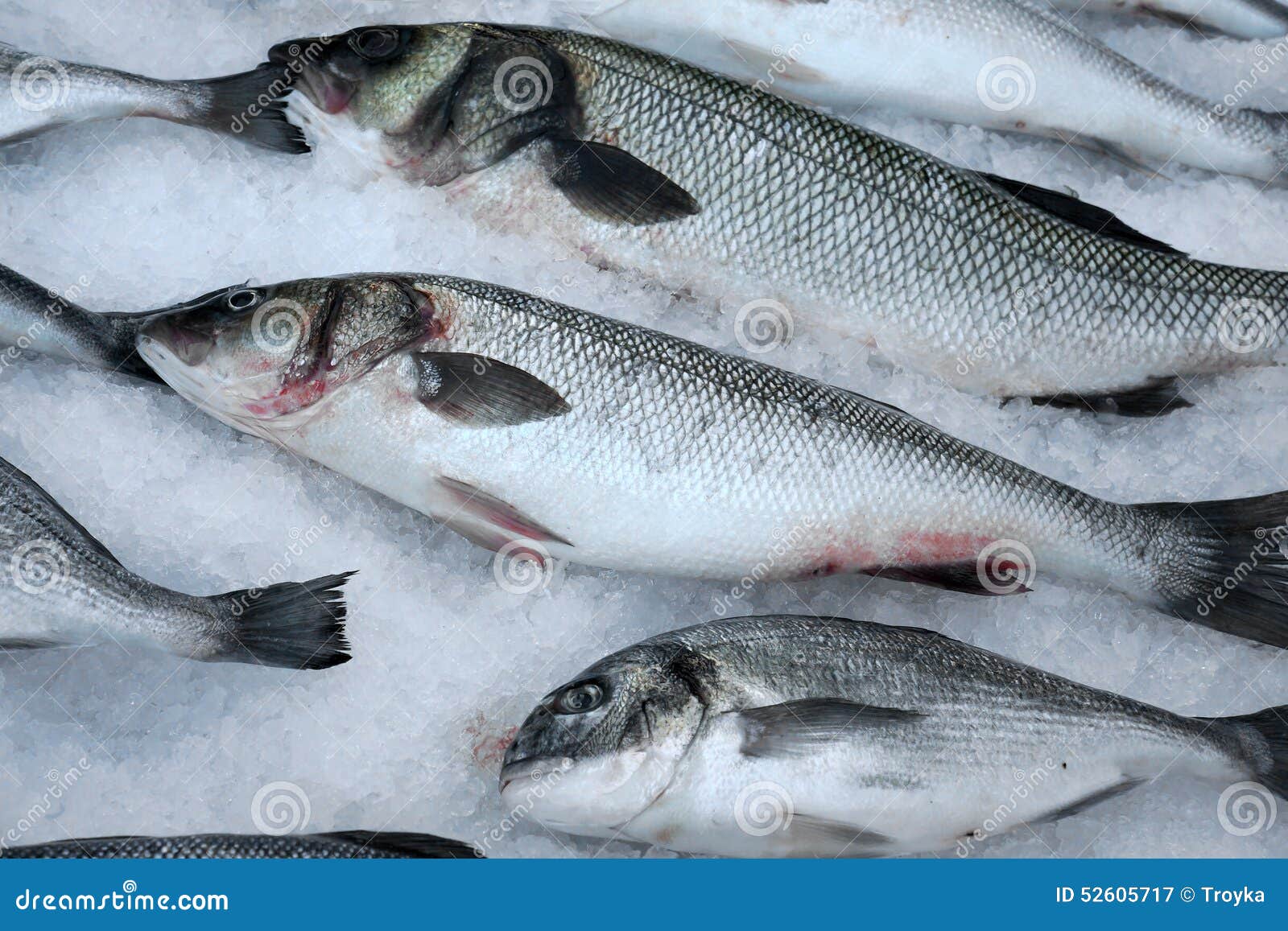 Fresh fish on crushed ice. stock image. Image of salt - 52605717