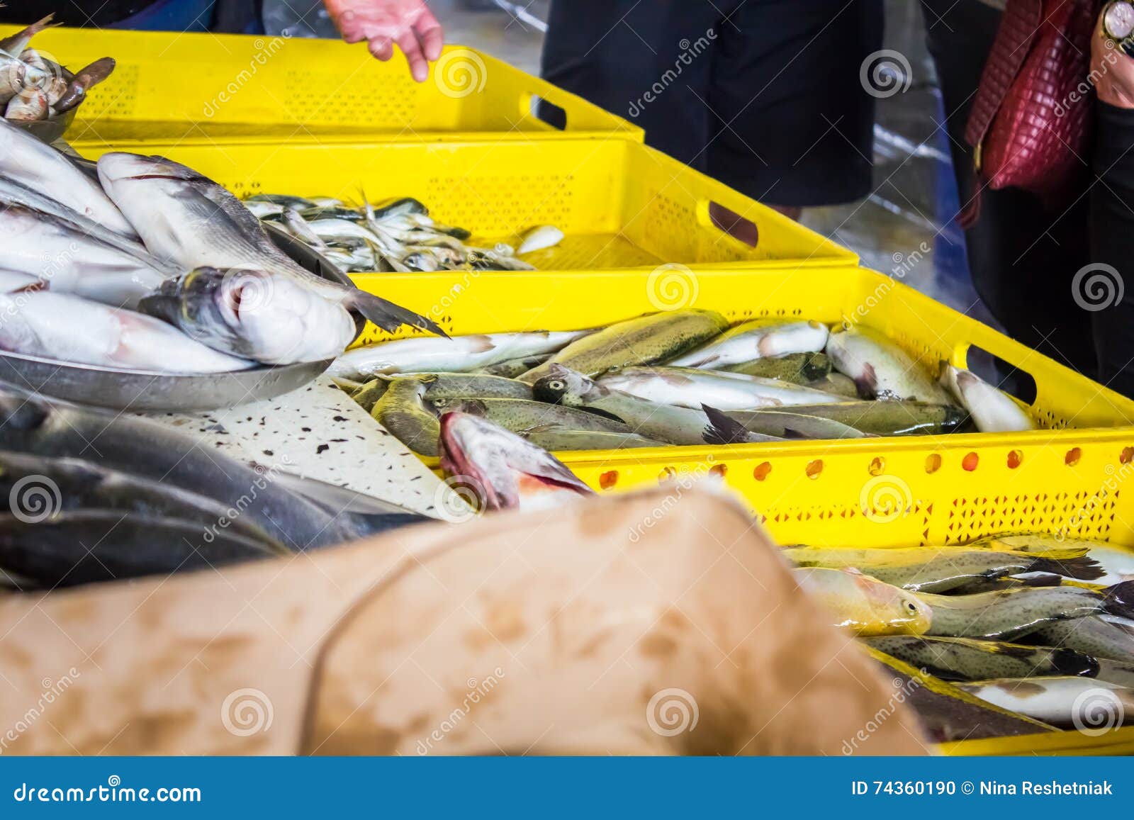 Fresh Fish in Different Sizes Laying on a Table Stock Photo - Image of ...