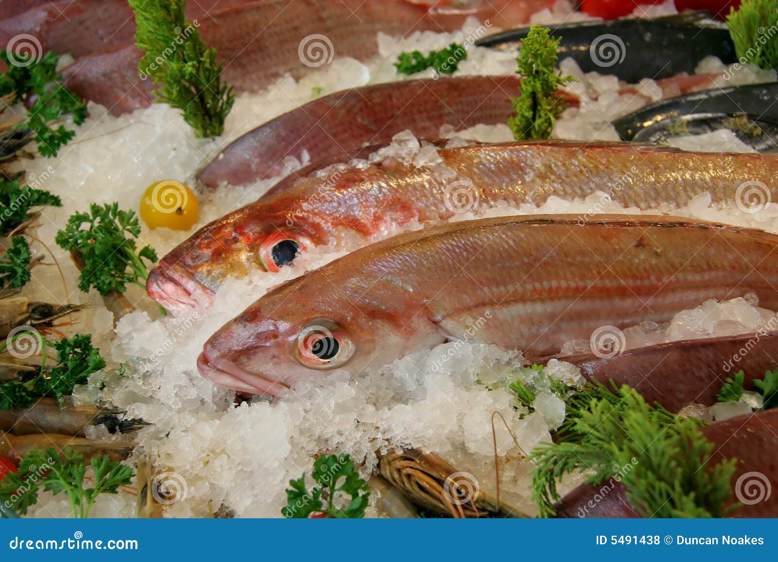 Fresh Fish Display stock photo. Image of health, nature - 5491438