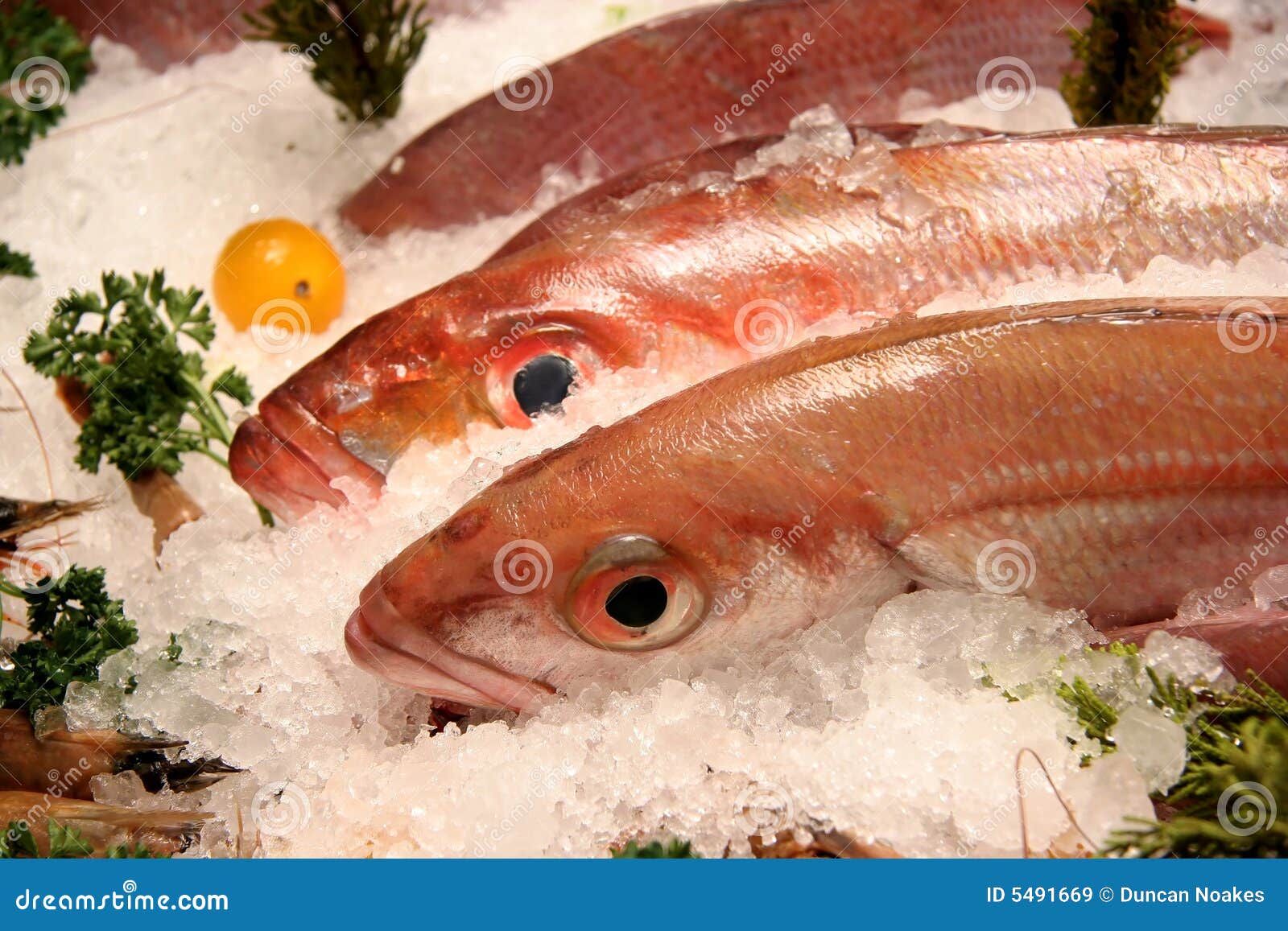 Fresh Fish Display stock image. Image of seafood, fresh - 5491669