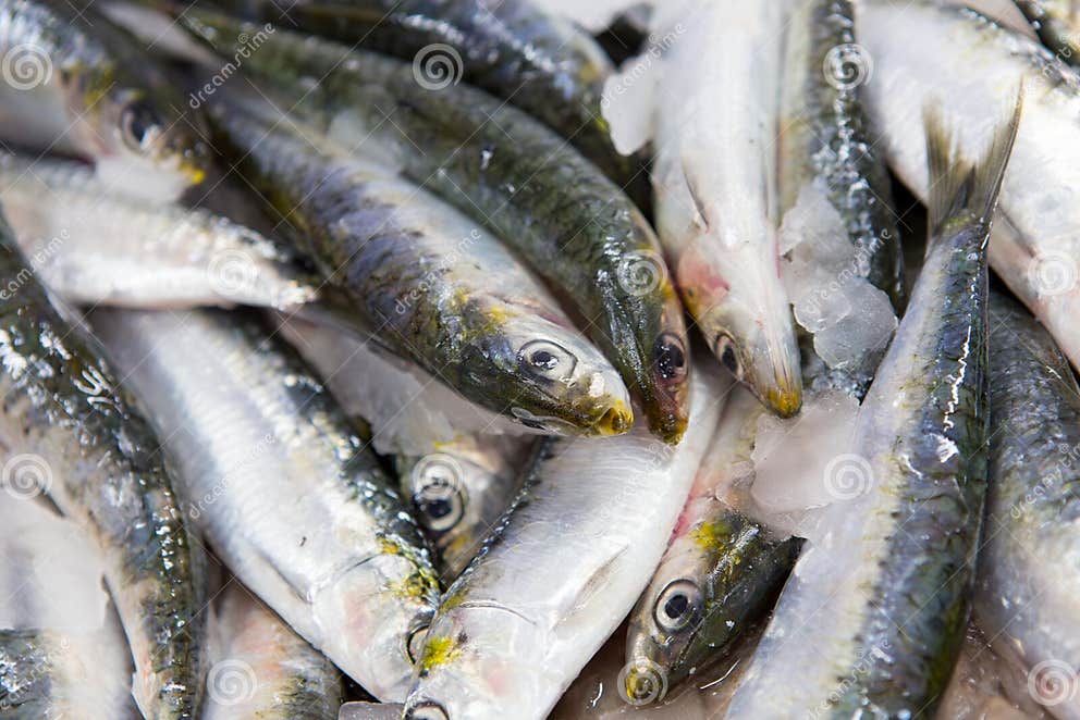 Fresh fish stock image. Image of catch, haul, pilchards - 42491663