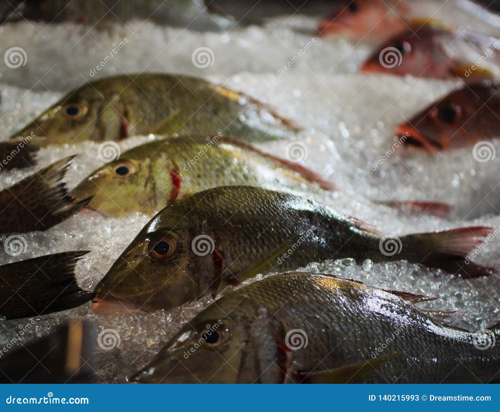 Fresh fish on the display stock image. Image of macro - 140215993