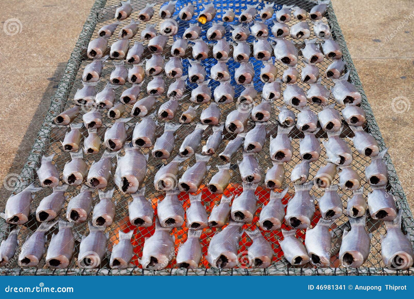 Fresh Fish Drying, Dried Fish Stock Image - Image of salt, market: 46981341