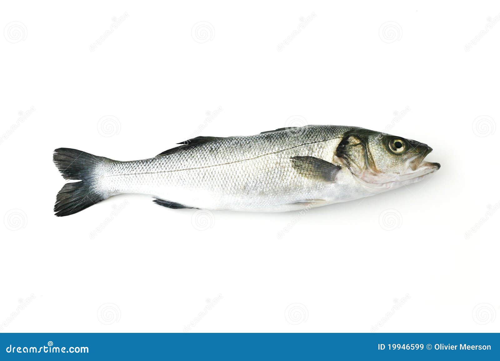 Fresh Fish European Seabass Stock Image - Image of seabass ...