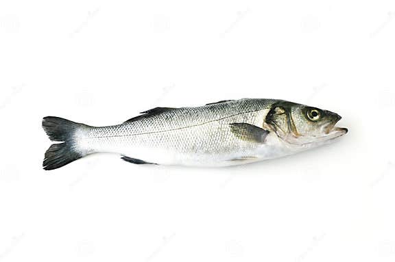 Fresh Fish European Seabass Stock Image - Image of seabass ...