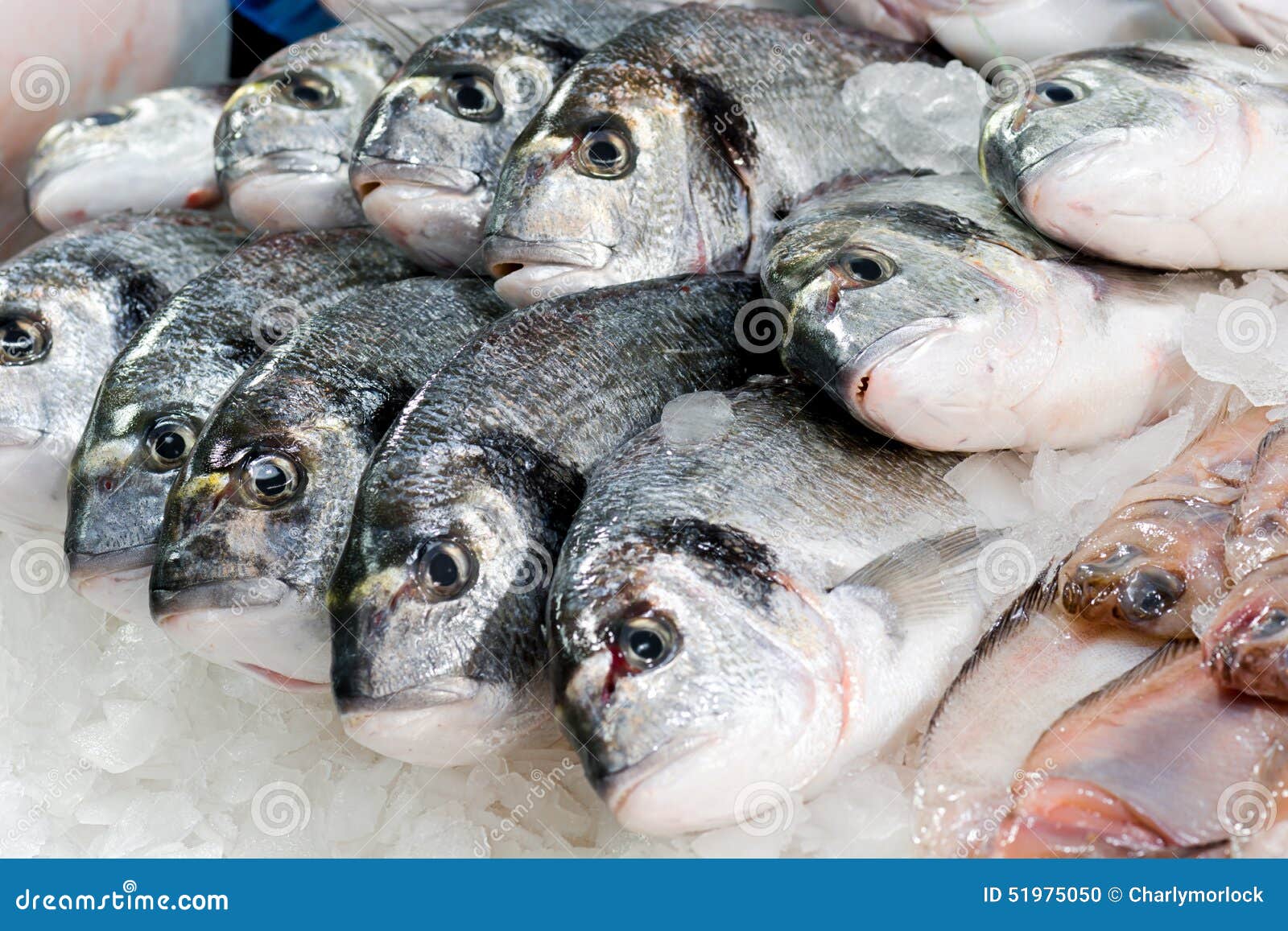 Fresh fish at a fish shop stock photo. Image of uncooked - 51975050