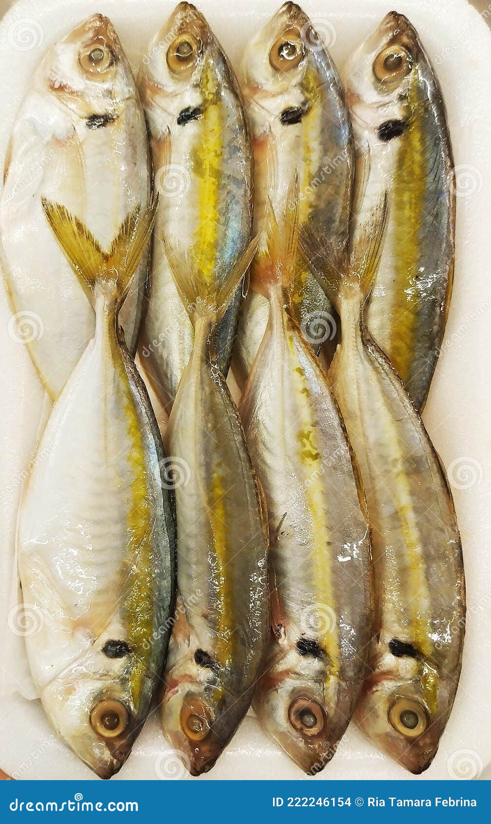 Fresh Fish after Fishing stock photo. Image of animal - 222246154
