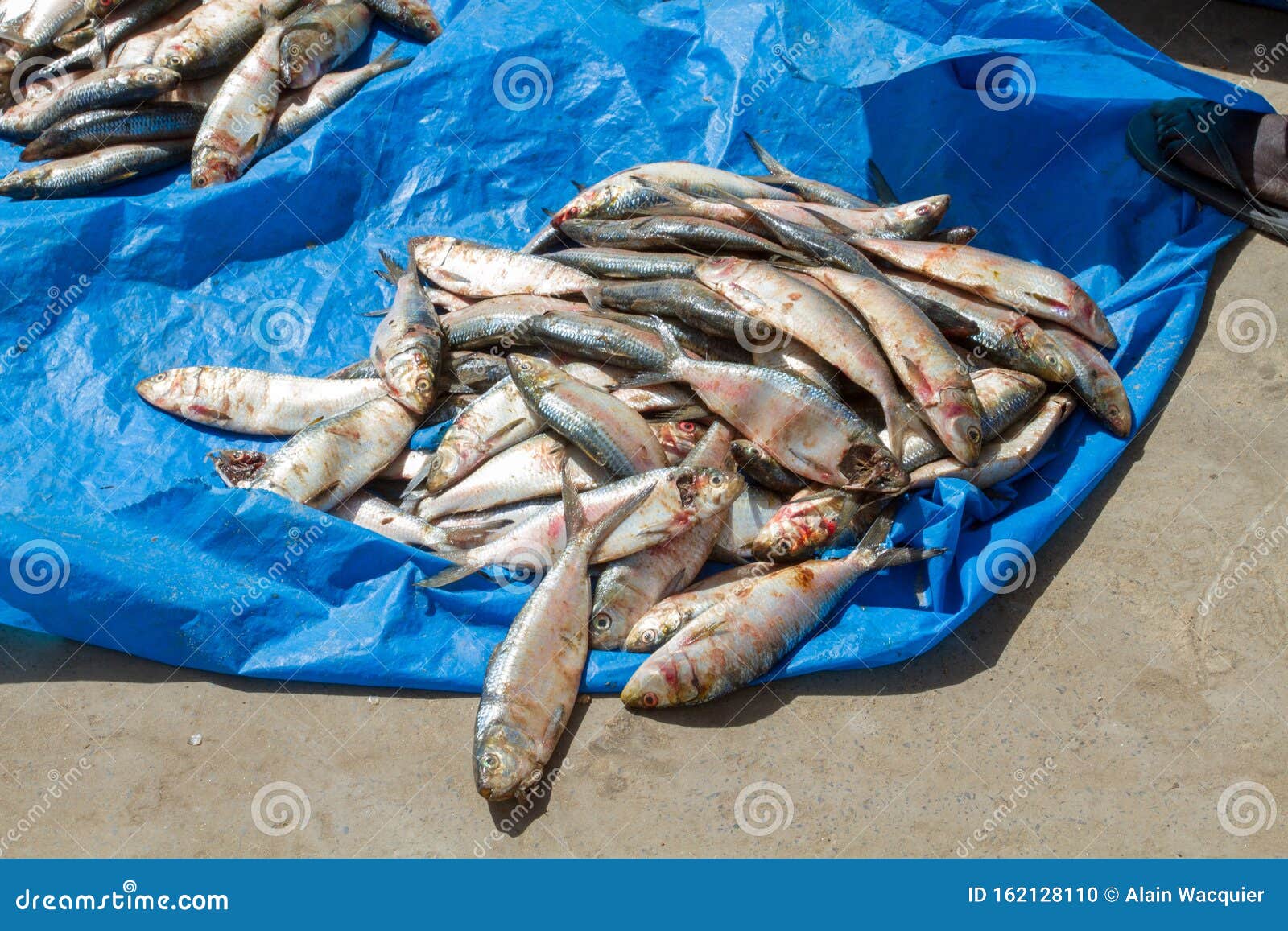 Fresh fish on the floor stock photo. Image of food, sinned - 162128110