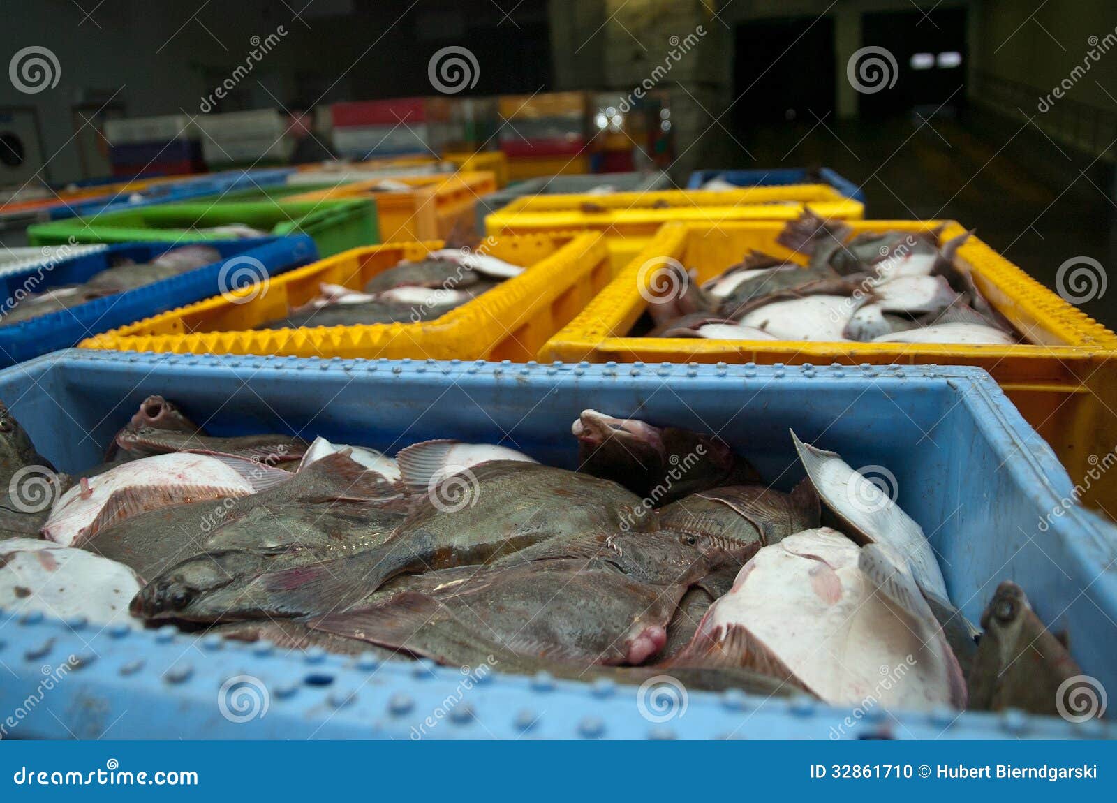 Fresh Flounder Fish in Shipping Container Stock Photo - Image of iced ...