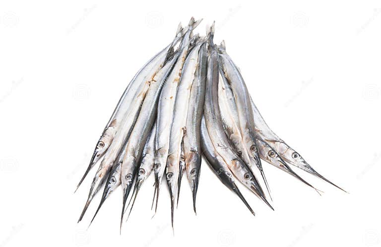 Fresh Fish Garfish Isolated Stock Image - Image of food, seafood: 193688573