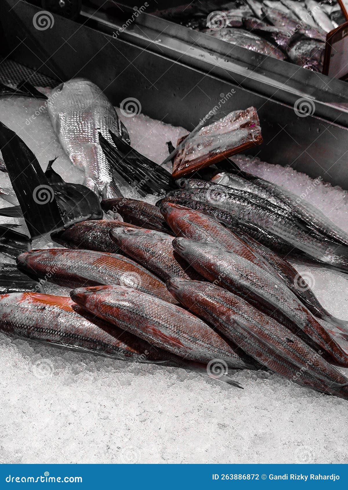Fresh Fish are Good for Growth Stock Photo - Image of fish, wildlife ...