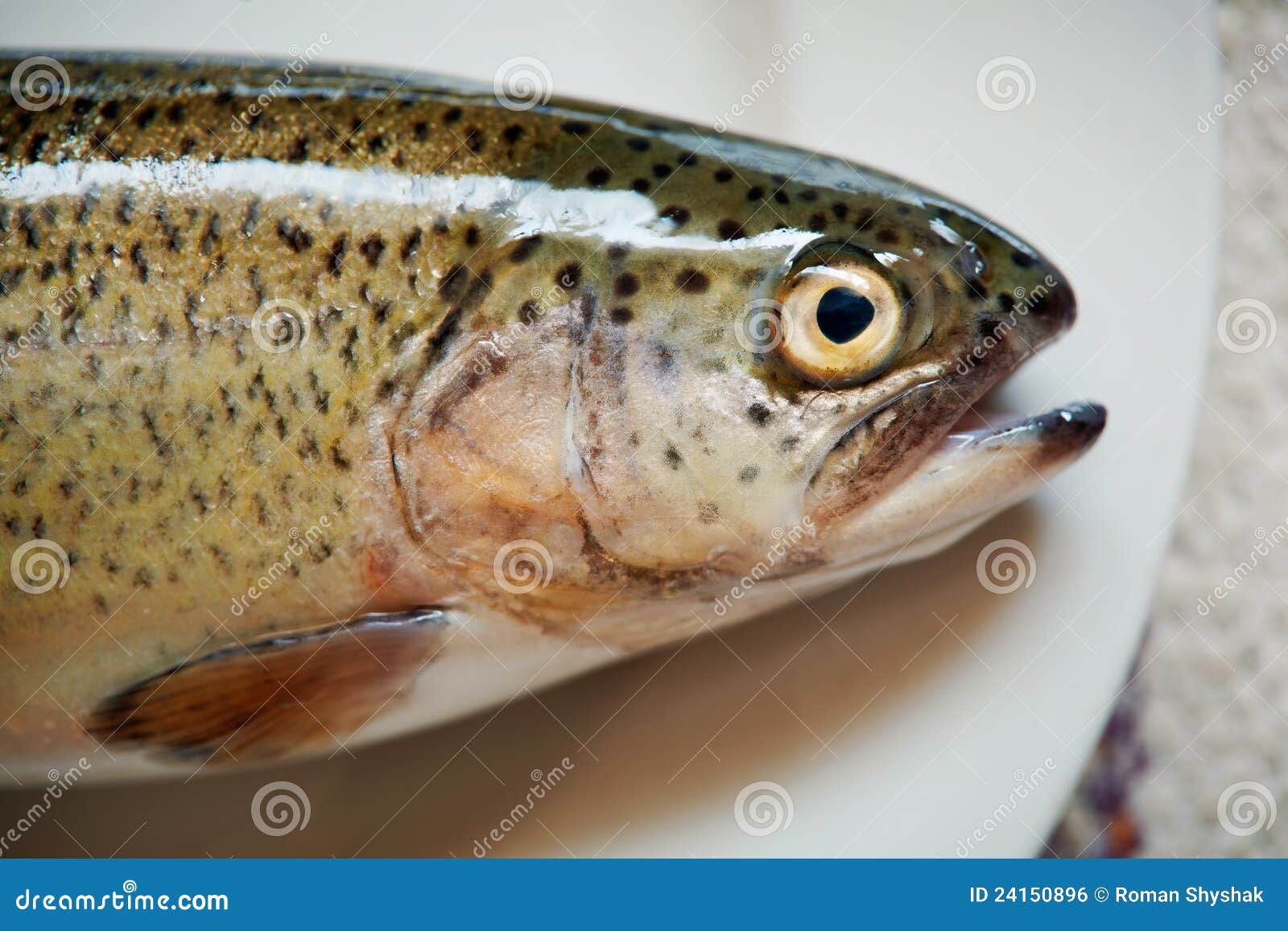 Fresh Fish Head. stock photo. Image of silver, meal, gourmet - 24150896