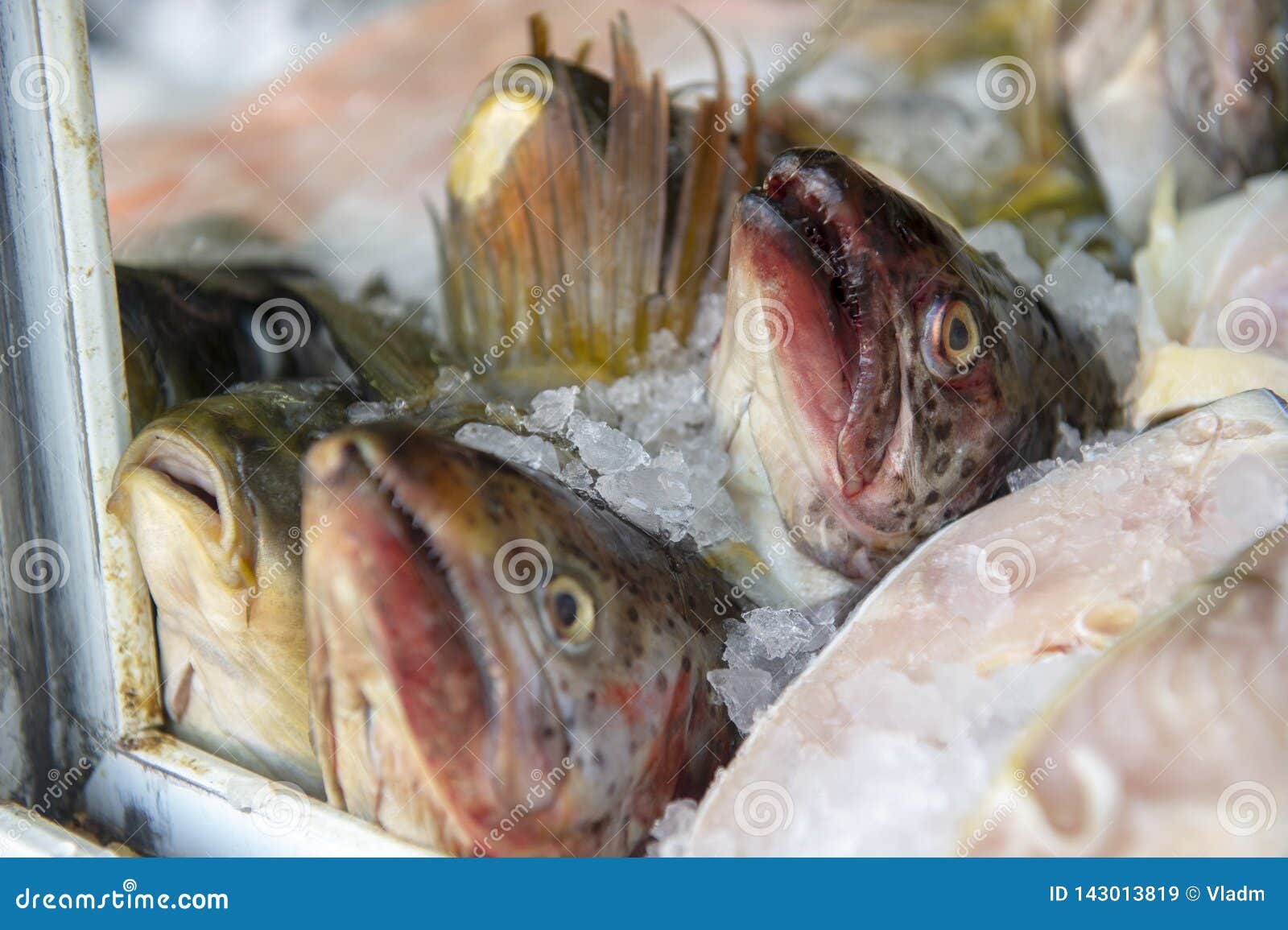 Fresh Fish Heads, Fish Heads on Ice Stock Image - Image of cutting ...