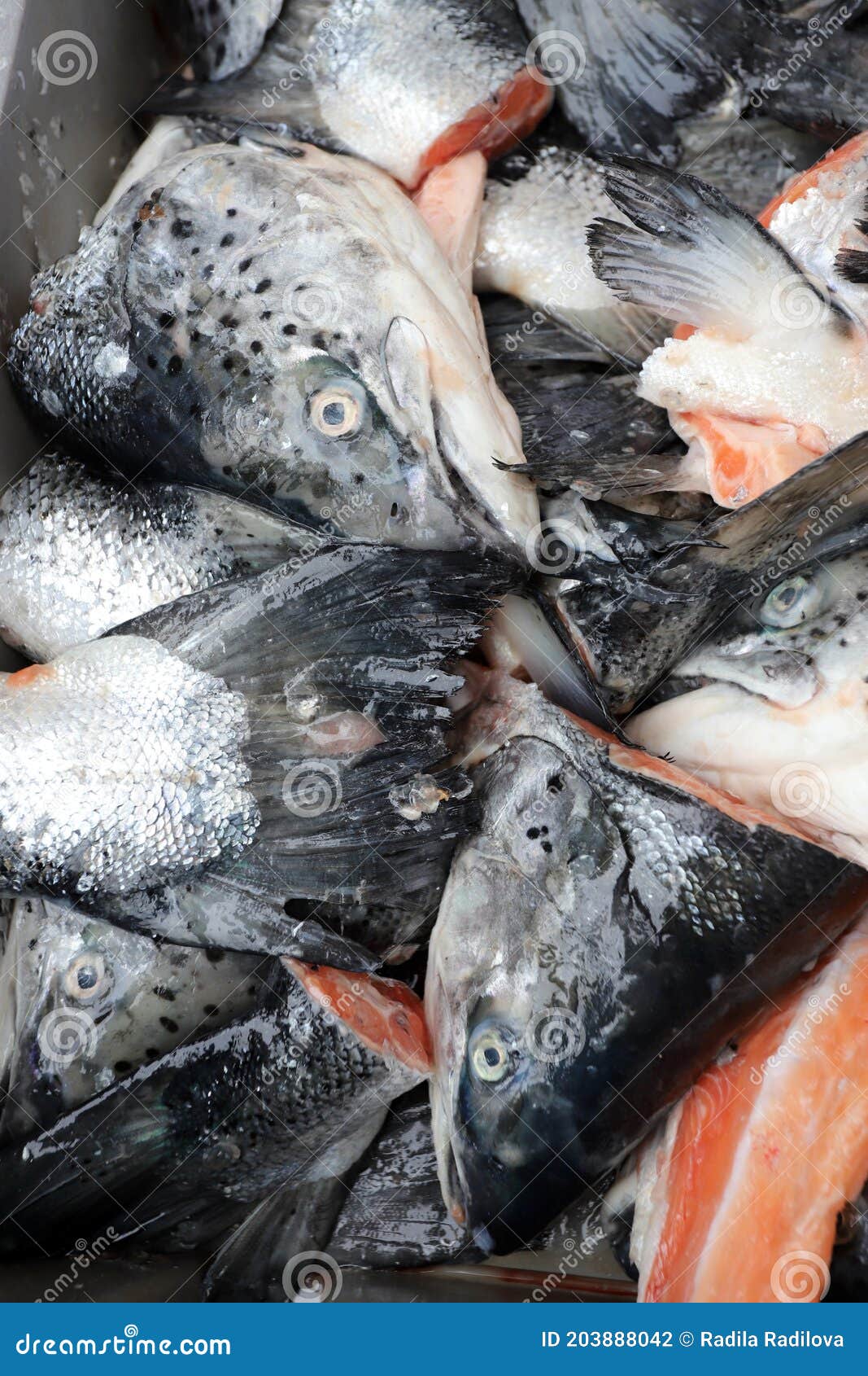 Fresh fish heads and tails stock photo. Image of fishy - 203888042