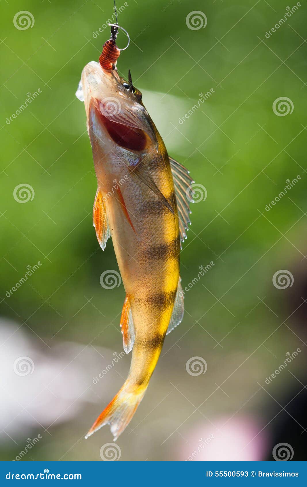 Fresh fish on hook stock image. Image of live, fins, hook - 55500593