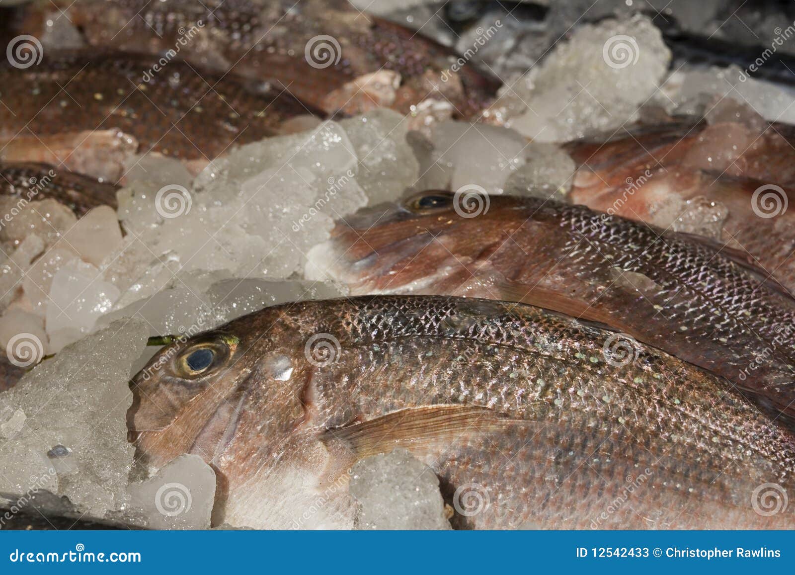 Fresh fish on Ice stock image. Image of food, ocean, beautiful - 12542433