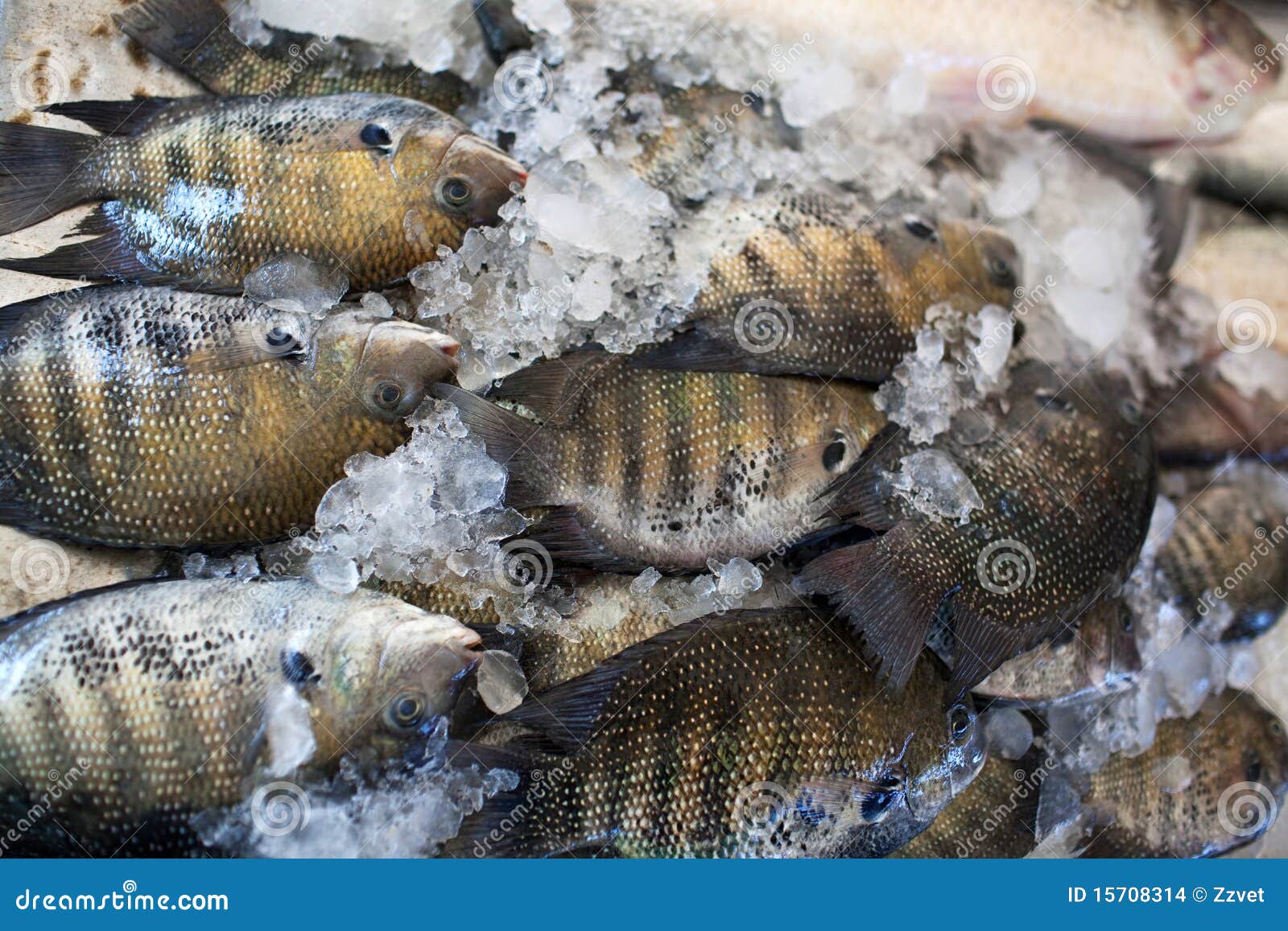 Fresh fish on ice stock photo. Image of background, cool - 15708314