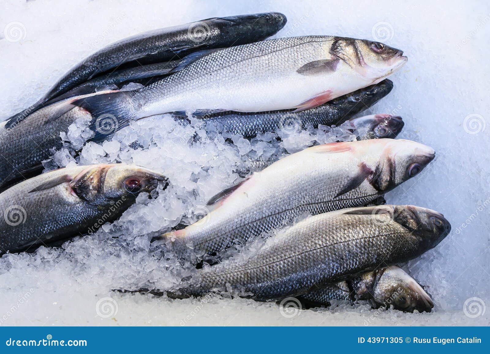 Fresh fish stock image. Image of seafood, salmon, fresh - 43971305