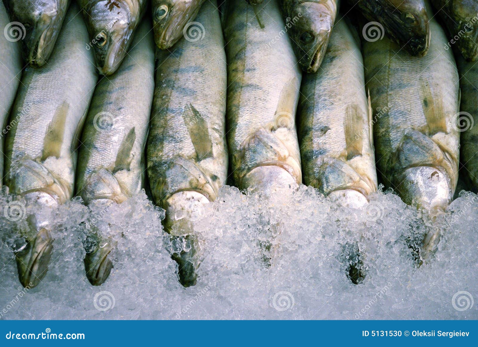 Fresh fish in the ice stock photo. Image of fishmonger - 5131530
