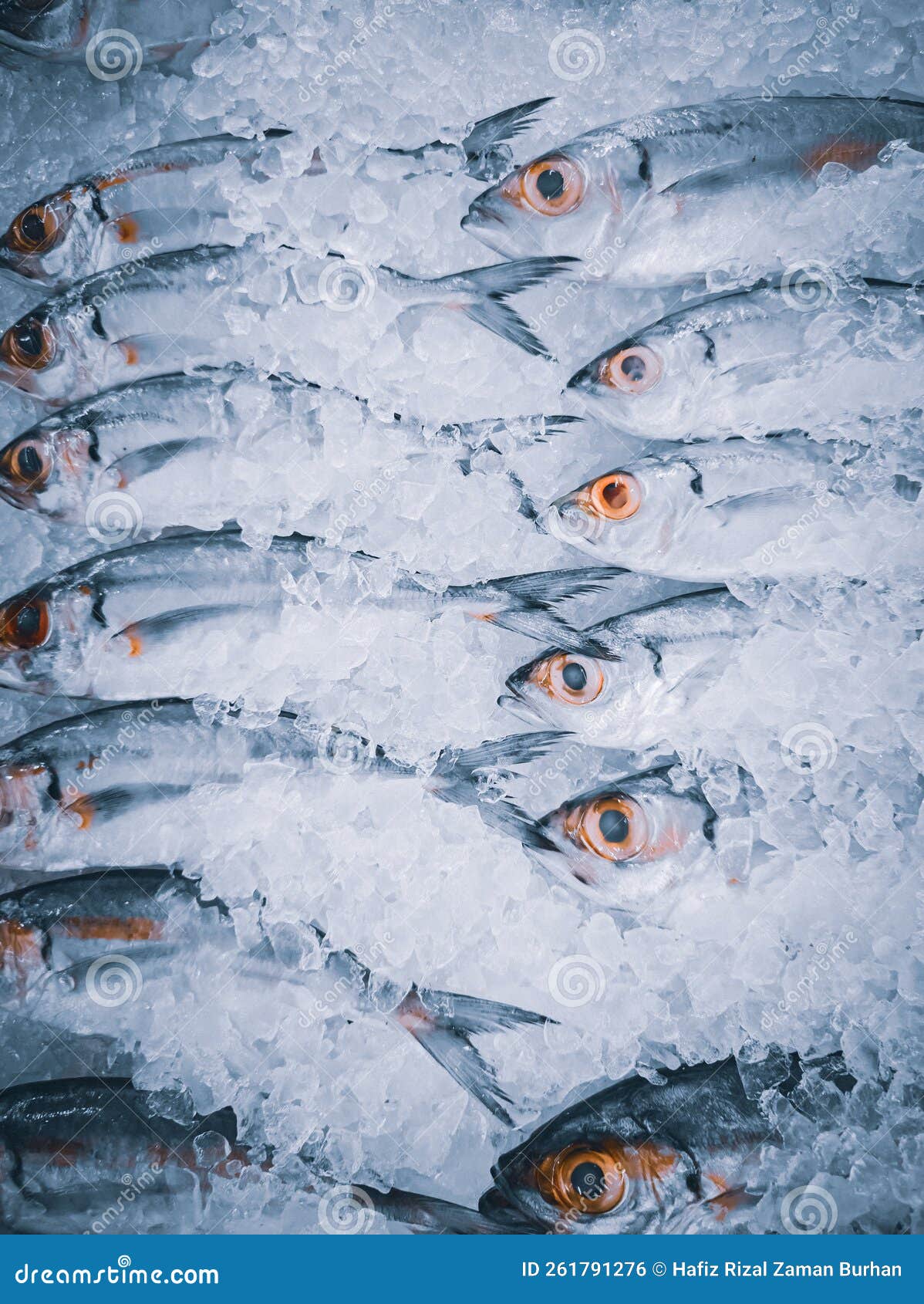 Instagood Fish Ice Swim Tropicalfish Tropical Fisheye Aquaria Water ...