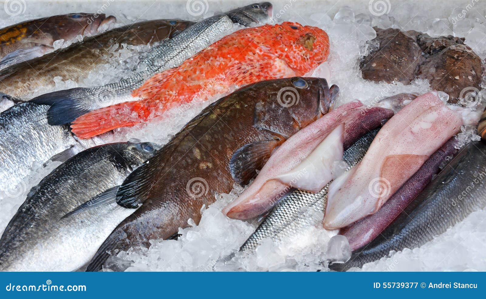 Fresh fish stock image. Image of freshness, ocean, healthy - 55739377