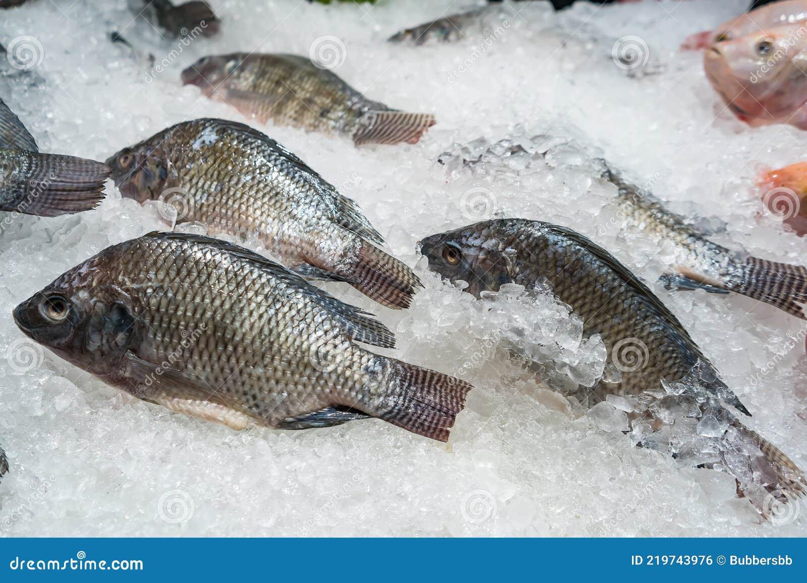 Fresh Fish on Ice Display in a Supermarket Stock Photo - Image of ...