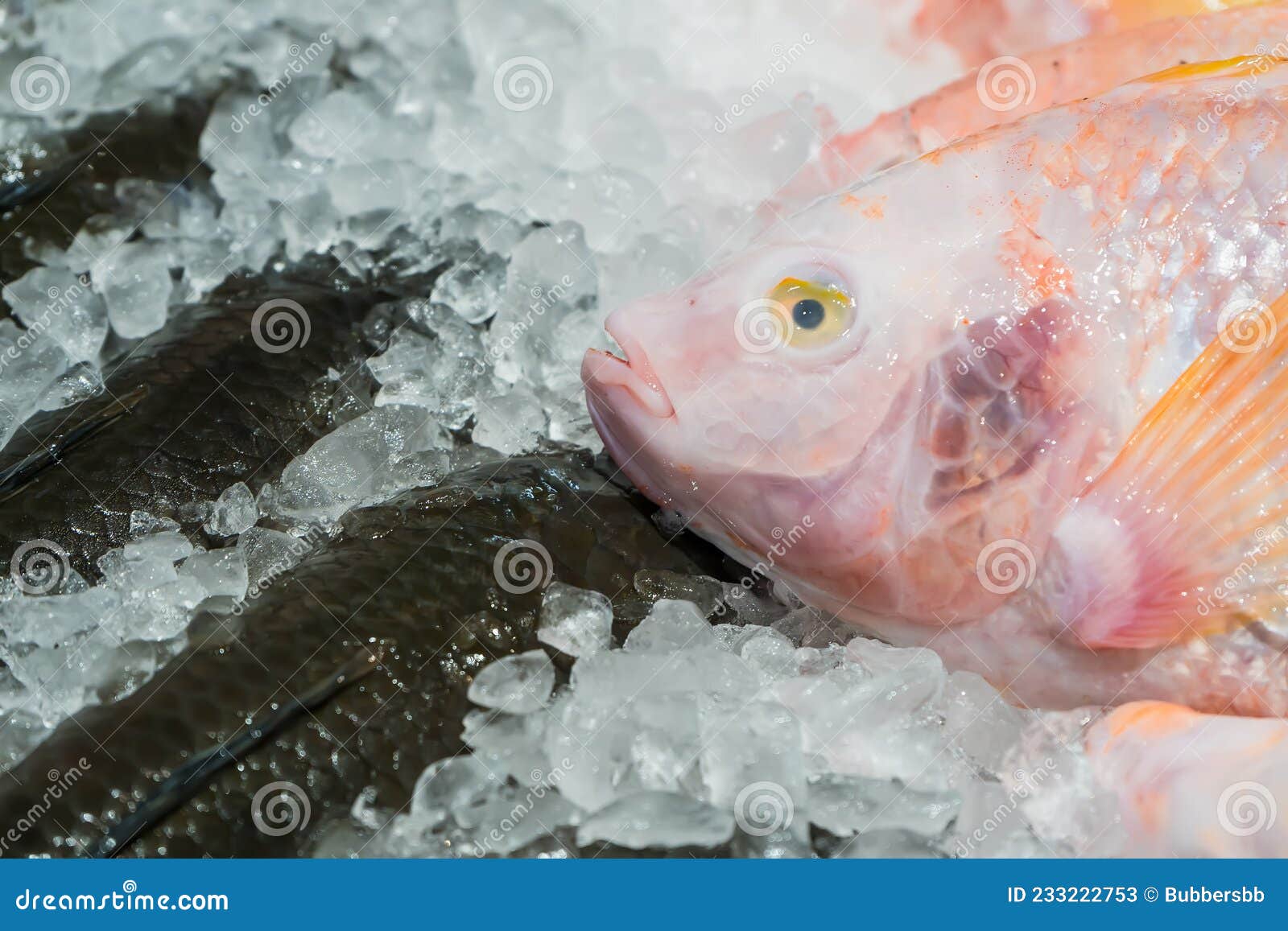 Fresh Fish on Ice Display in a Supermarket Stock Image - Image of ...