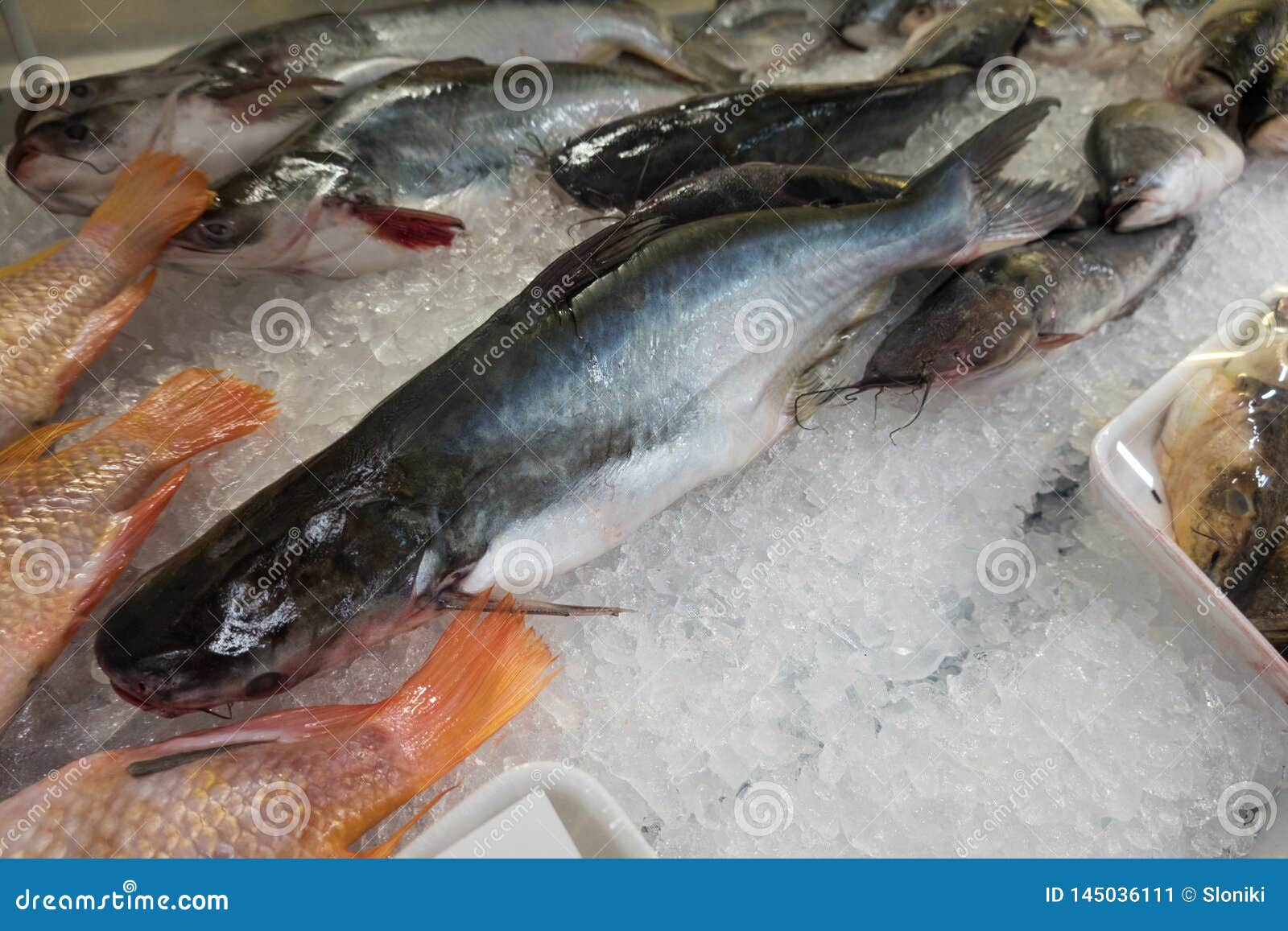 Fresh fish on ice stock image. Image of closeup, gilt - 145036111