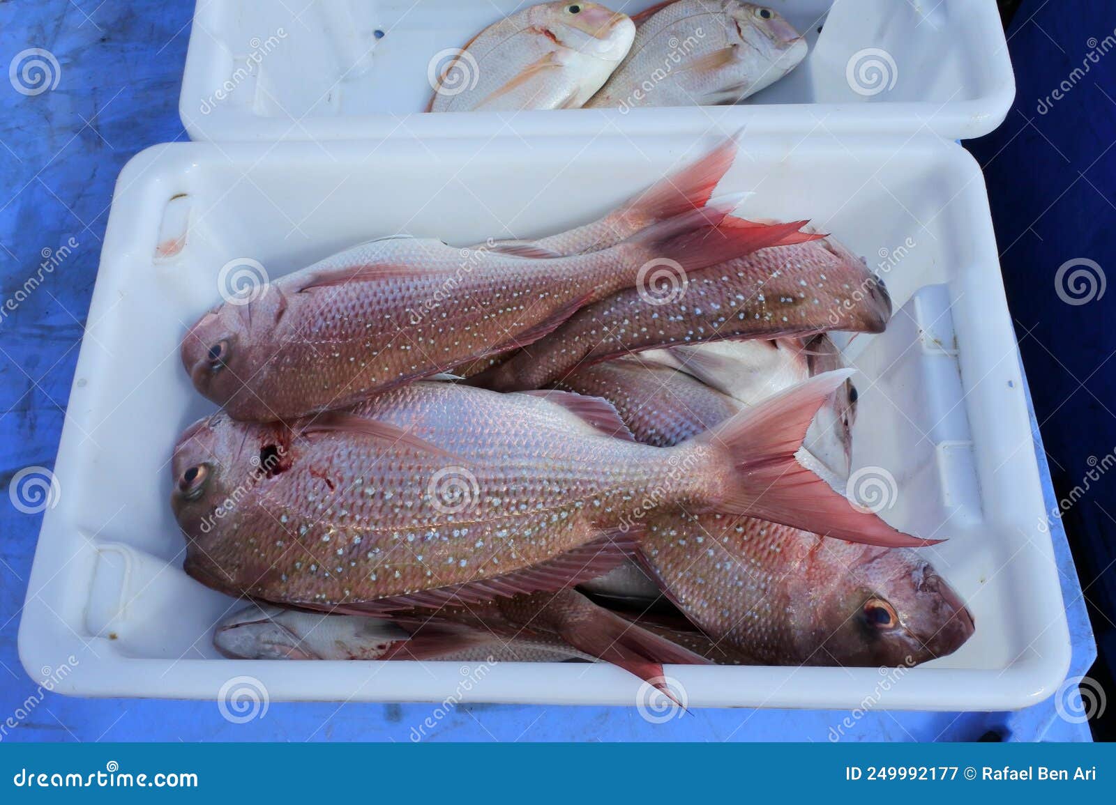 Fresh Fish in Ice Inside a Container Stock Image - Image of ecology ...