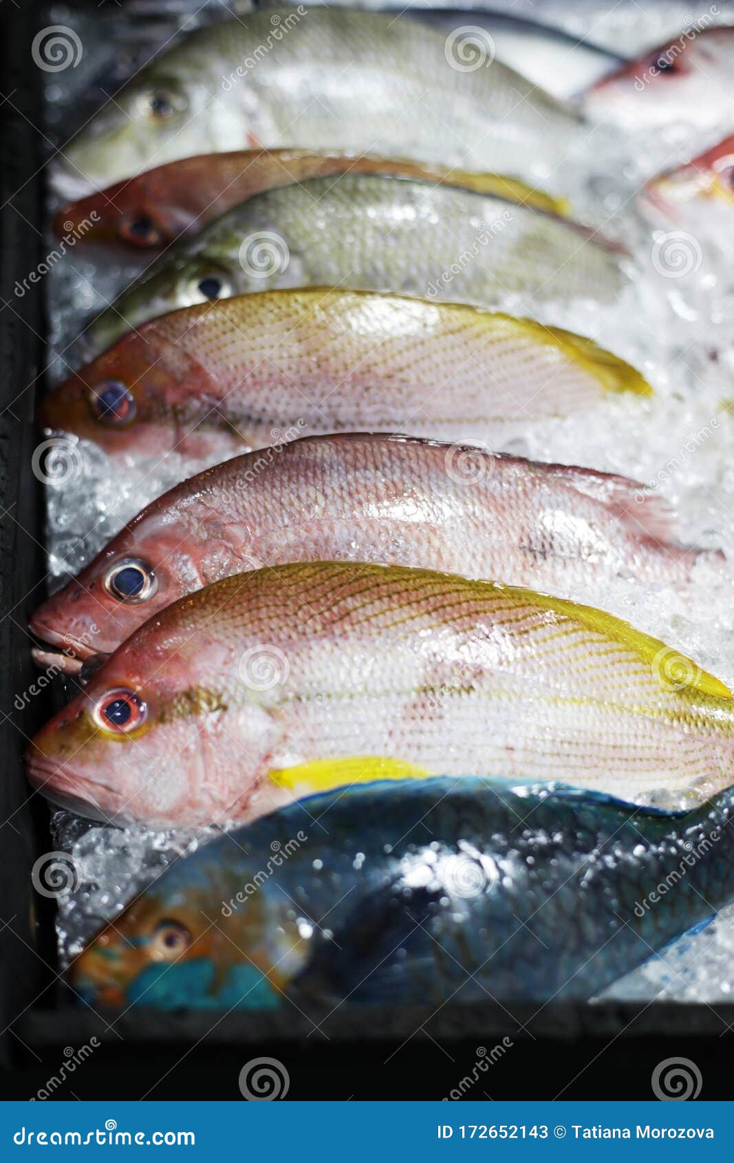 Fresh fish in ice stock image. Image of seafood, fishing - 172652143