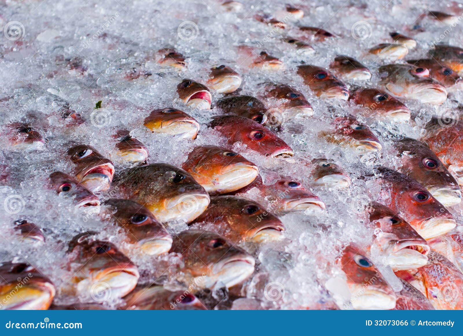 Fresh fish on ice stock photo. Image of crushed, bunch - 32073066