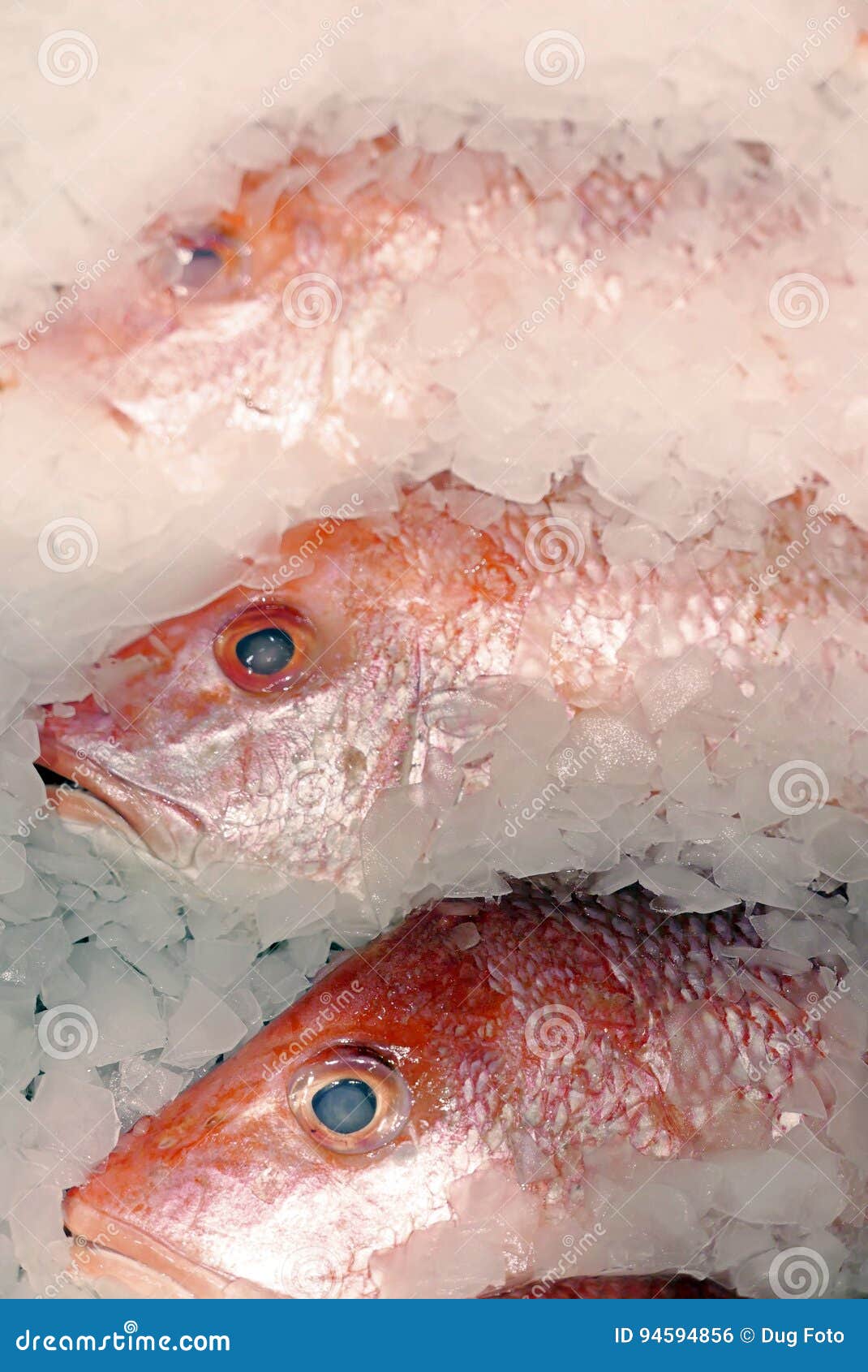 Fresh Fish on Ice stock photo. Image of water, scales - 94594856
