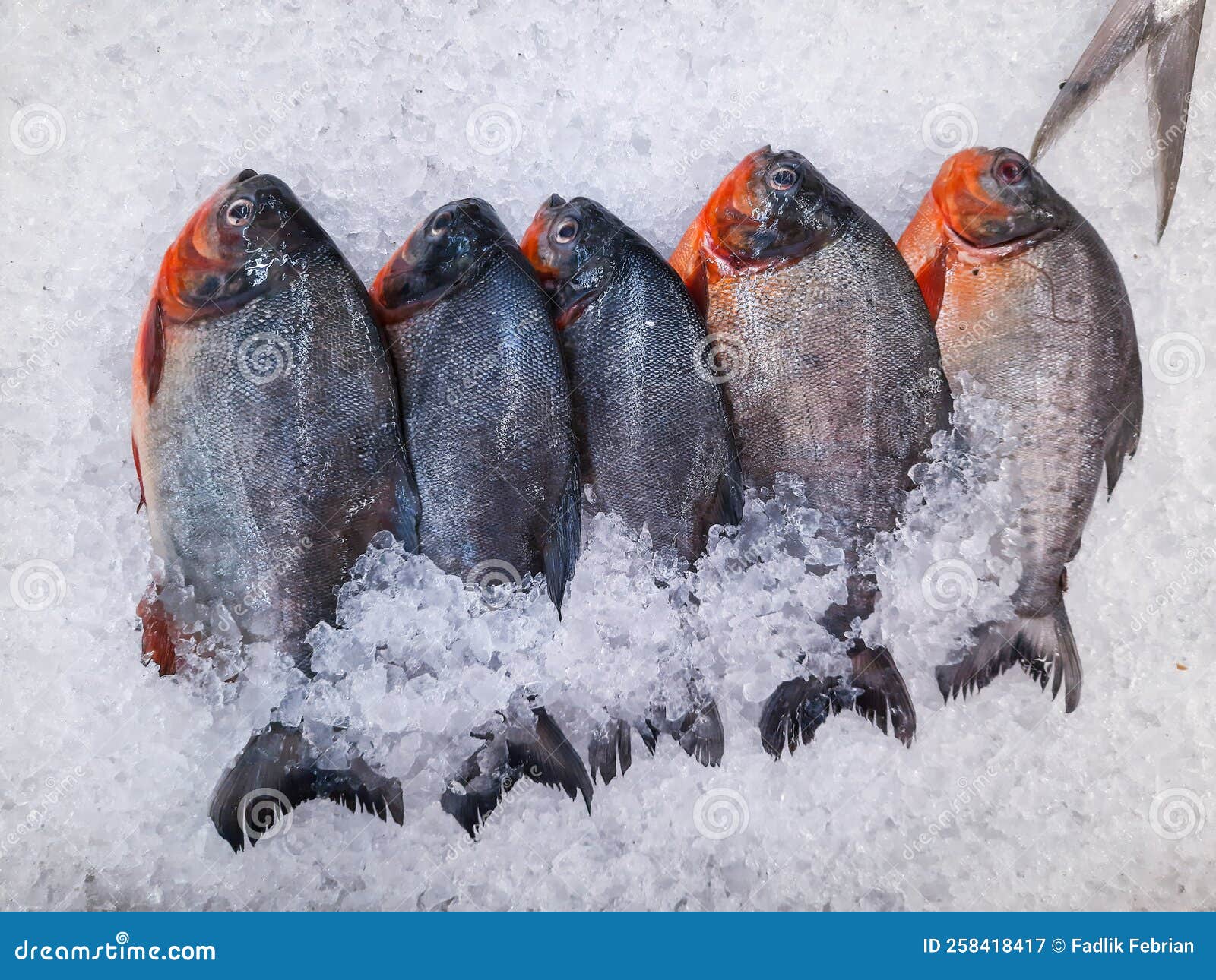 Fresh Fish on Ice in a Supermarket Stock Image - Image of fish, bird ...