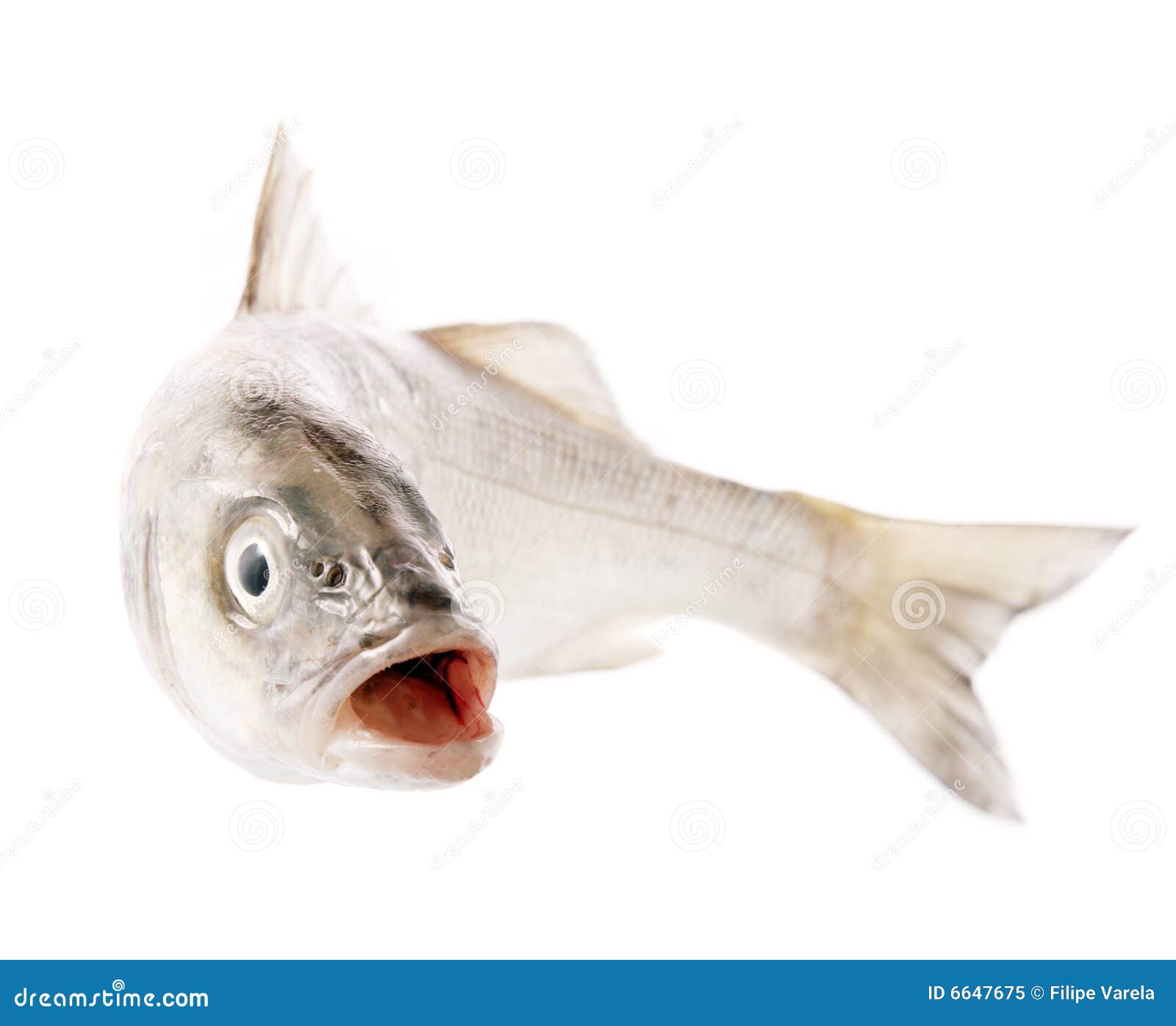 Fresh Fish Isolated on White Stock Image - Image of liquid, fish: 6647675