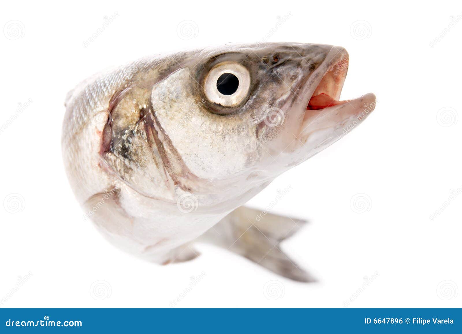 Fresh Fish Isolated on White Stock Photo - Image of expressive, breathe ...