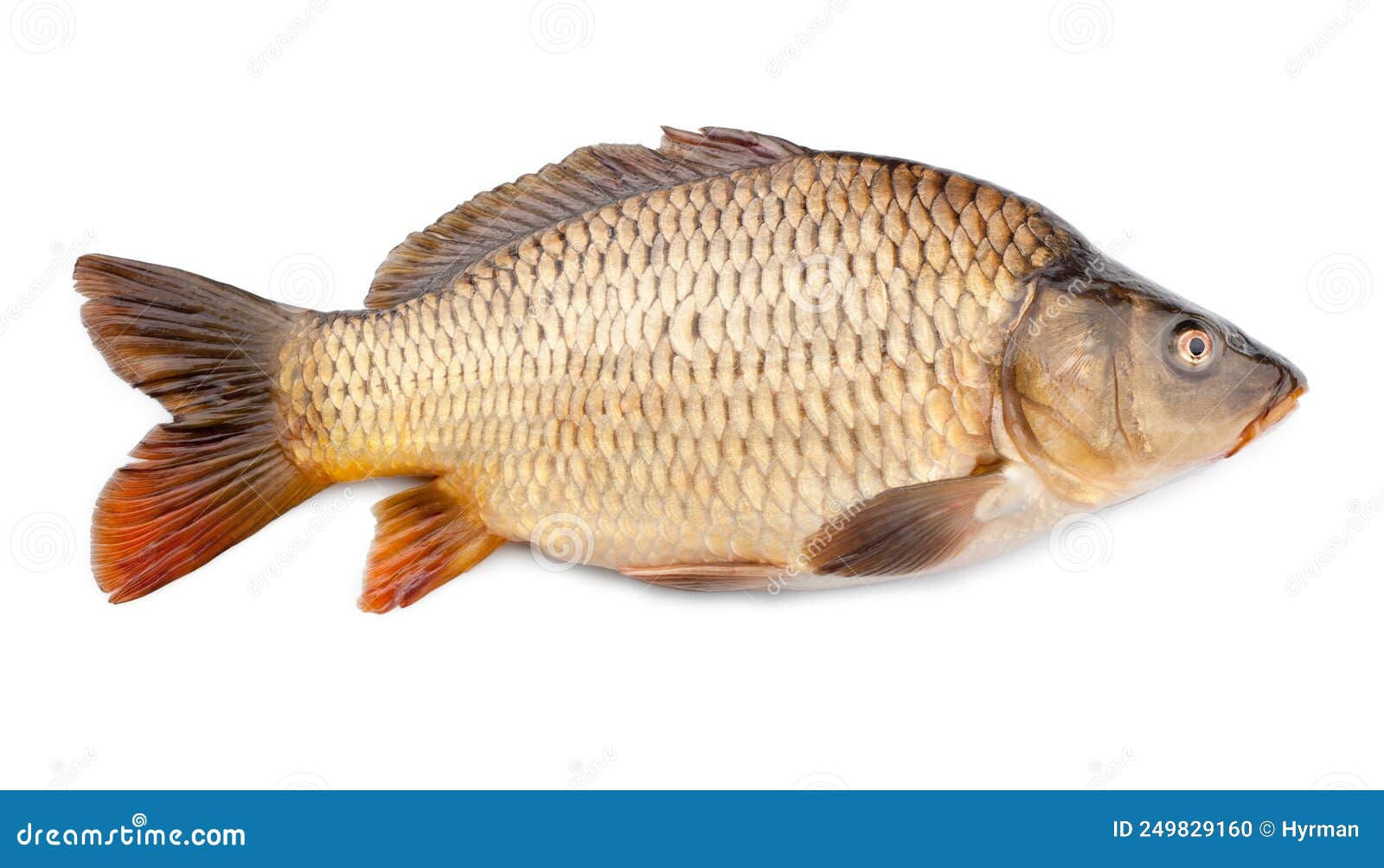 Fresh Fish Isolated on White Background Stock Photo - Image of hunting ...