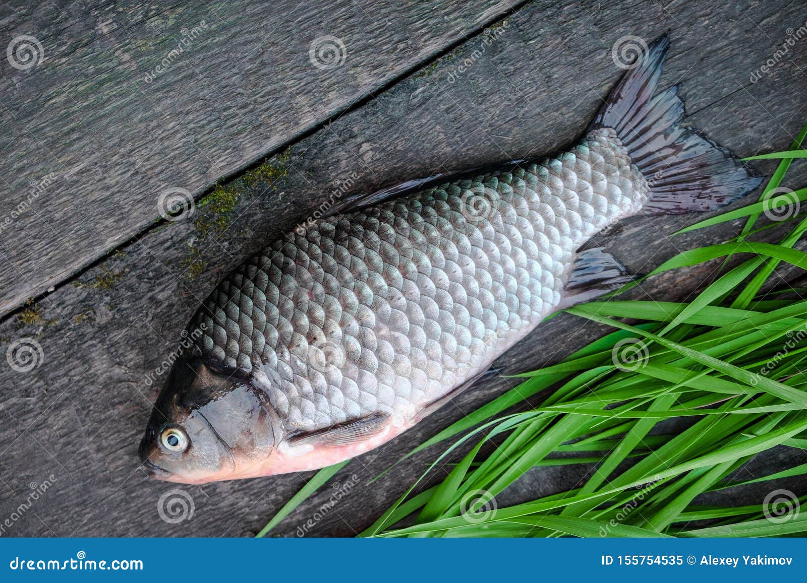 Fresh Fish Just Caught from the River Against the Background of Old ...