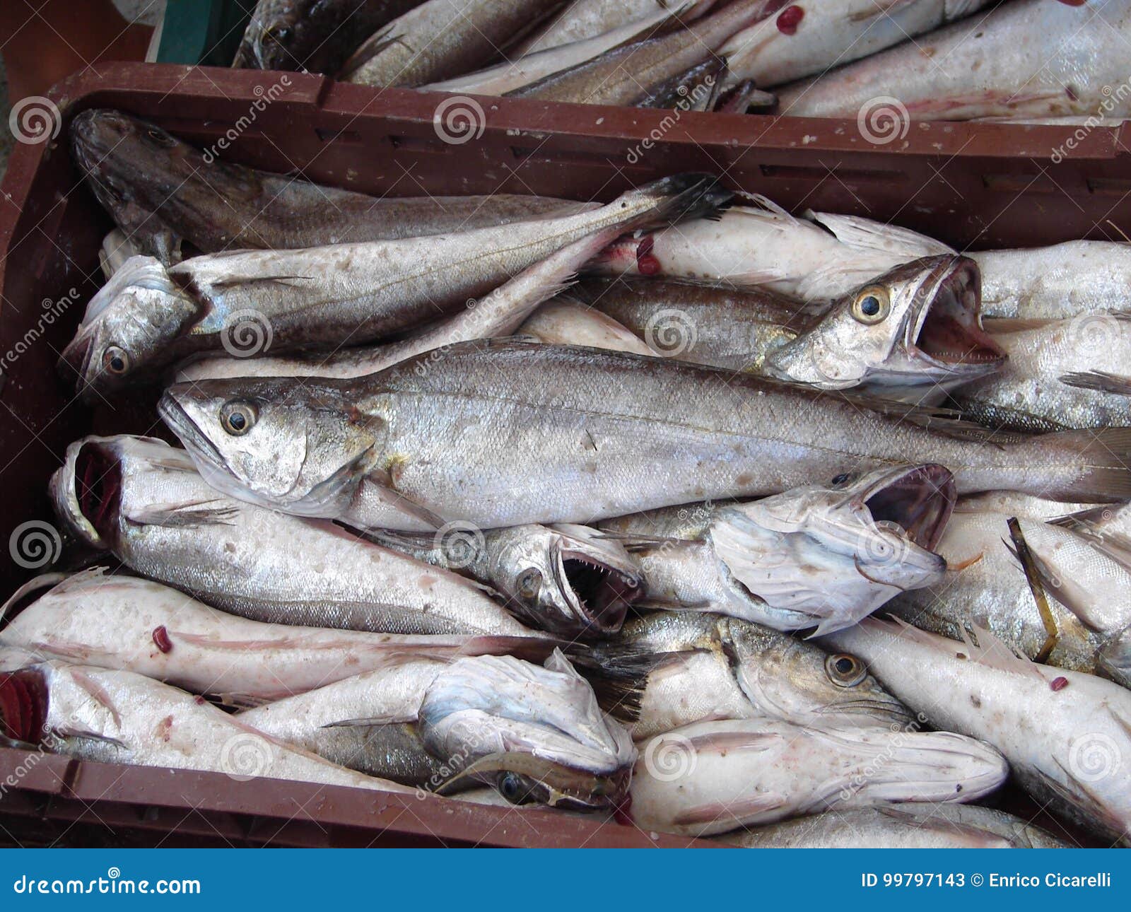 Fresh fish stock image. Image of caught, fresh, fish - 99797143