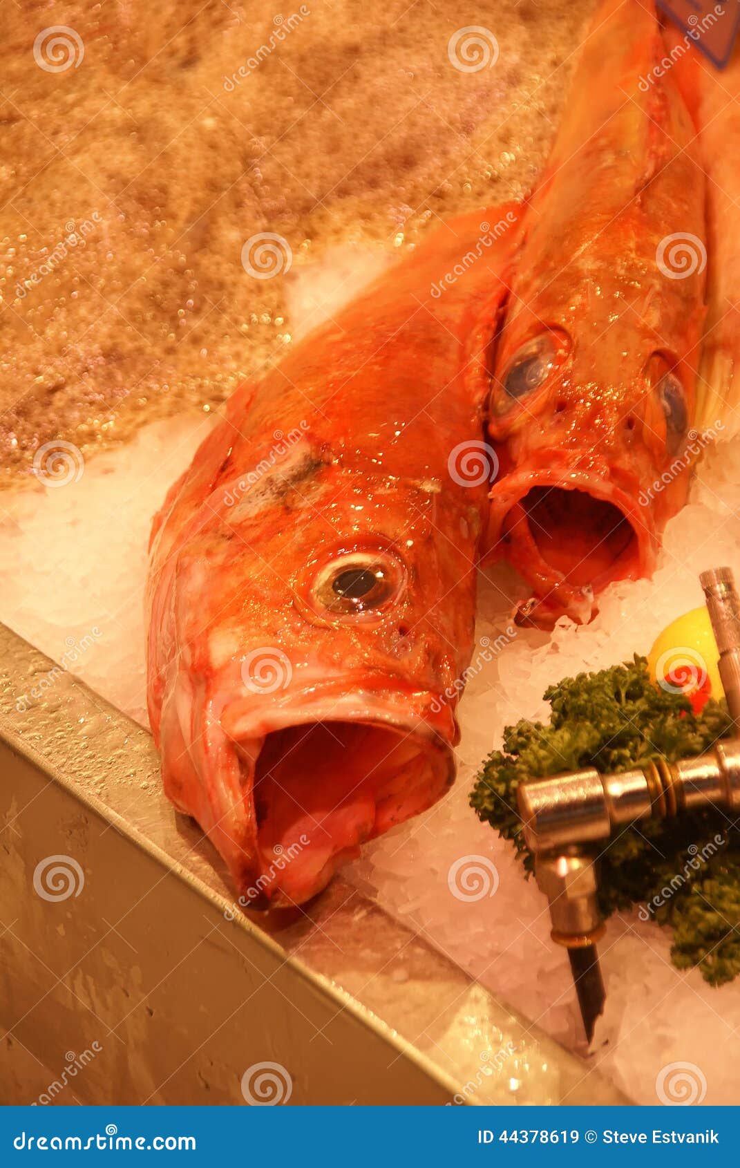 Fresh Fish with Large Open Mouths Editorial Stock Image - Image of ...